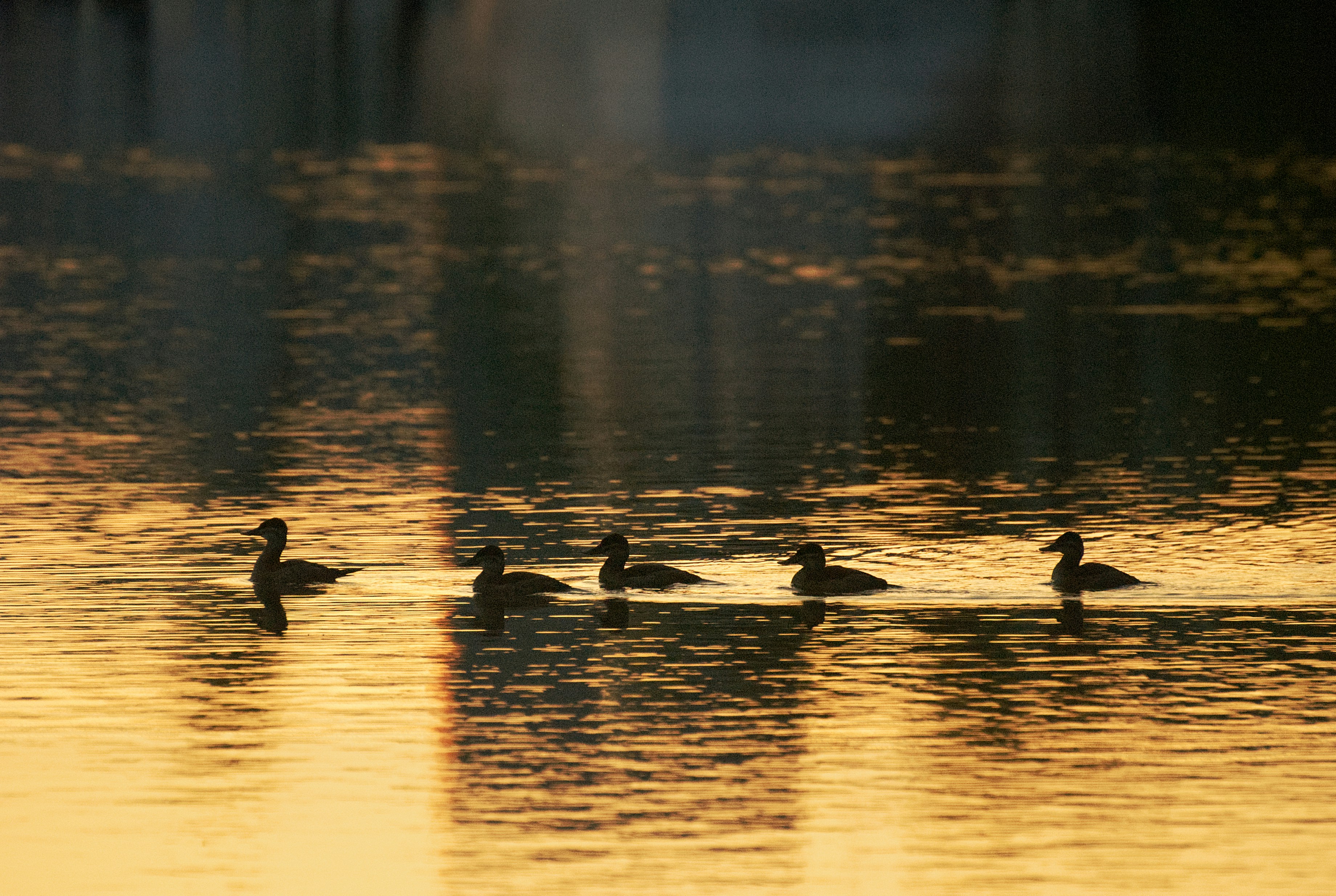 Dusk Chorus over Amber Ripple: Ducks in a Quiet Line