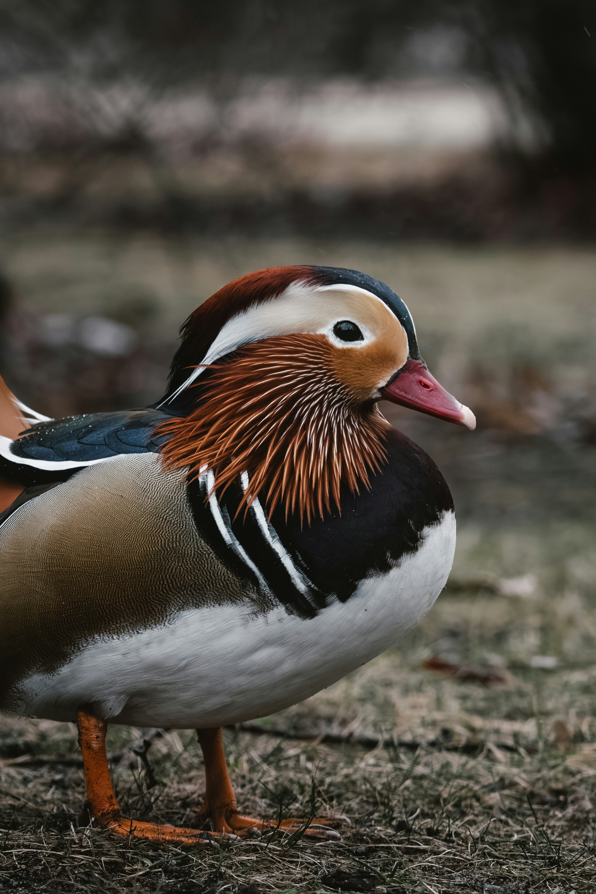 Portrait of a Mandarin Duck: Quiet Pose in Autumn Grass