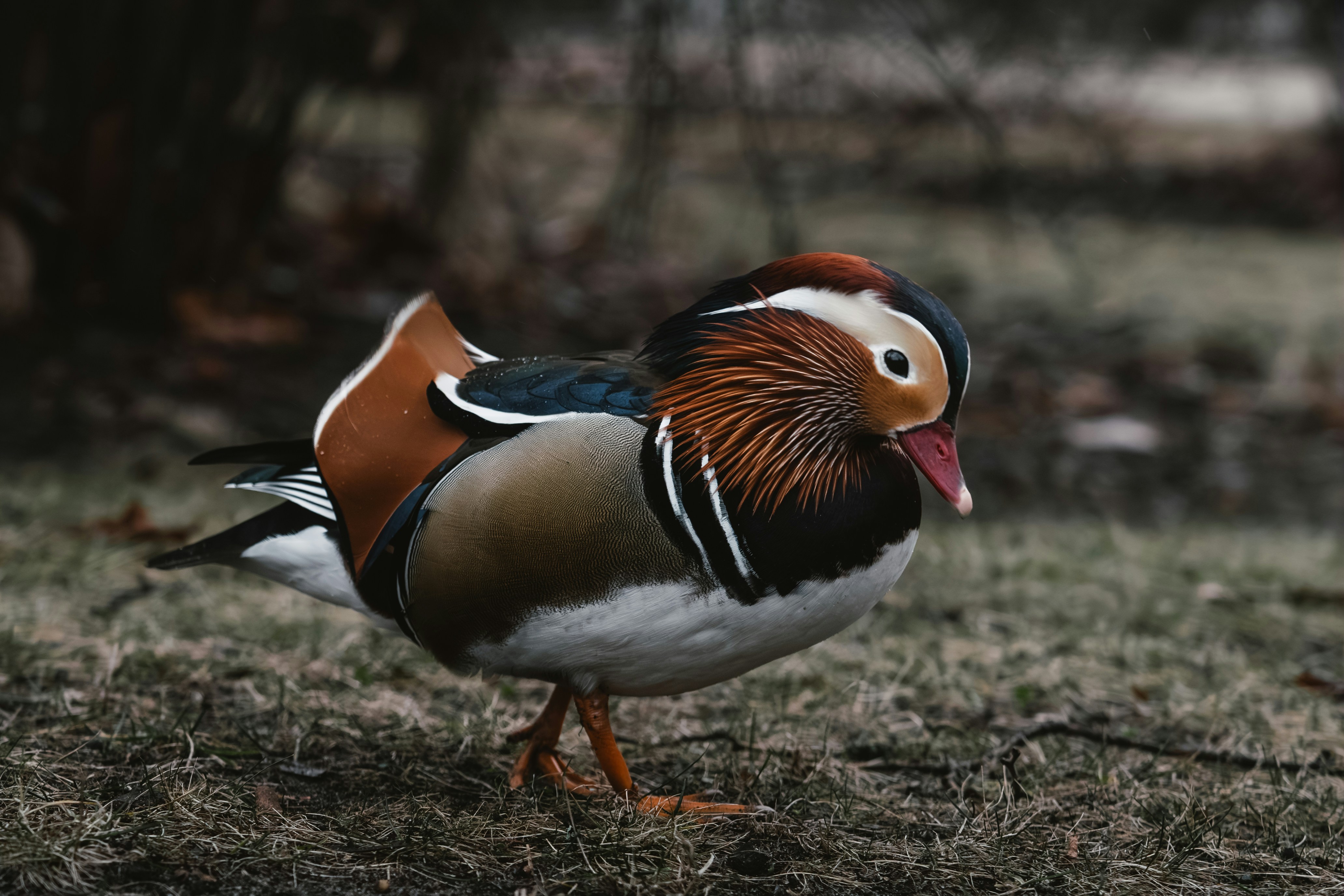 Mandarin Duck in Quiet Autumn Light on a Mossy Patch