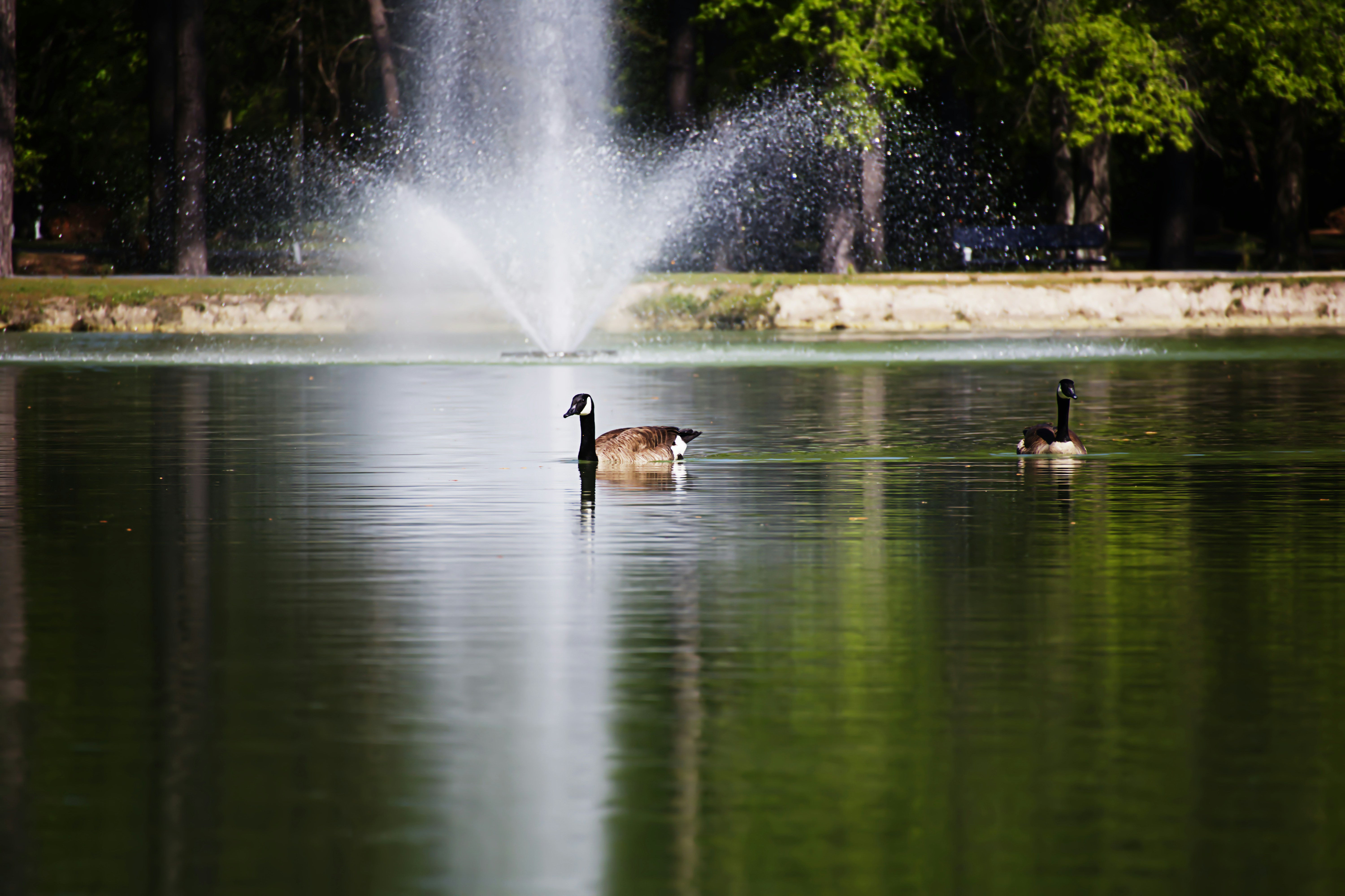 Whispers on the Quiet Pond: Two Geese by a Center-Fountain