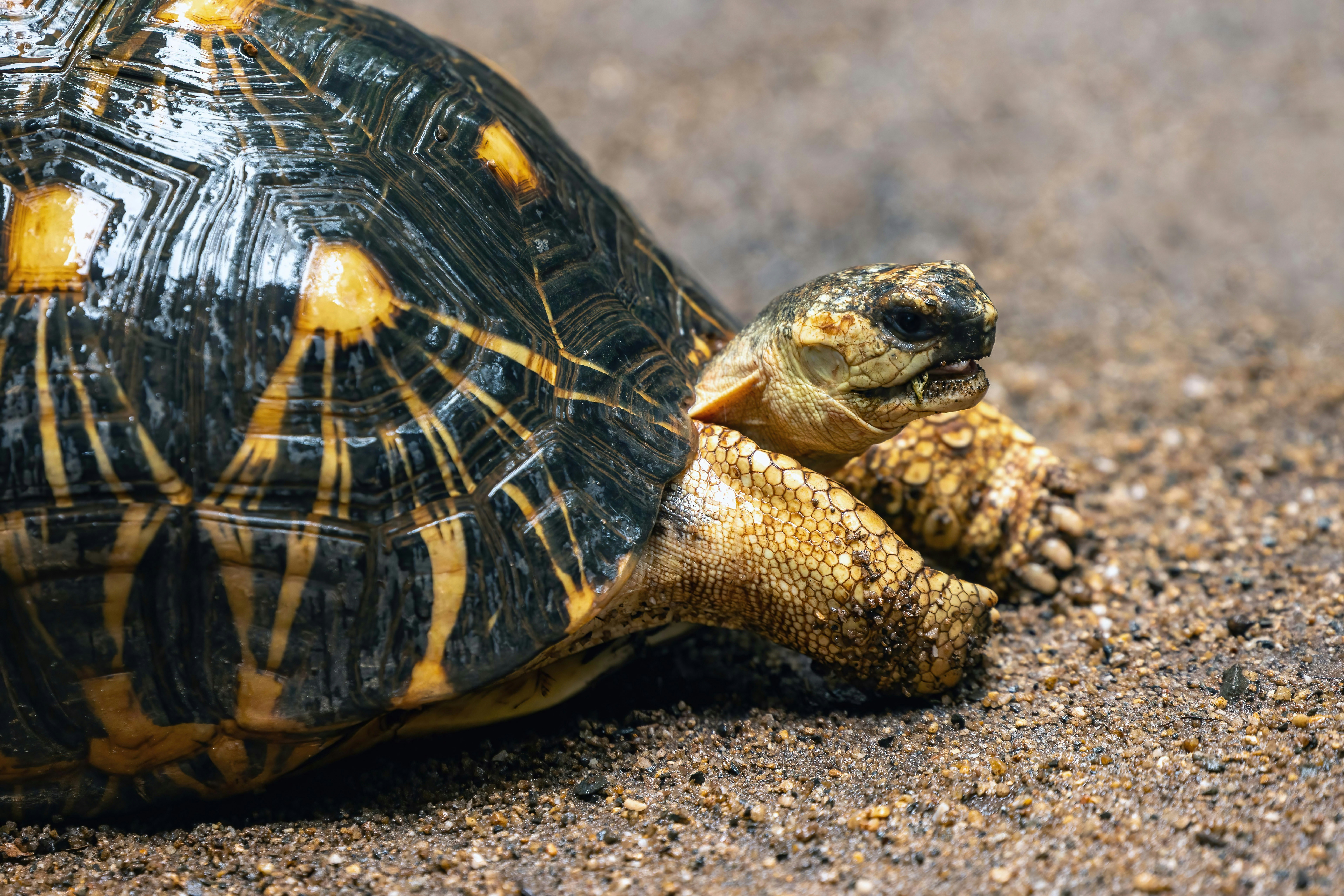 Aquí hay una leyenda: **una tortuga descansa sobre grava.** foto ...
