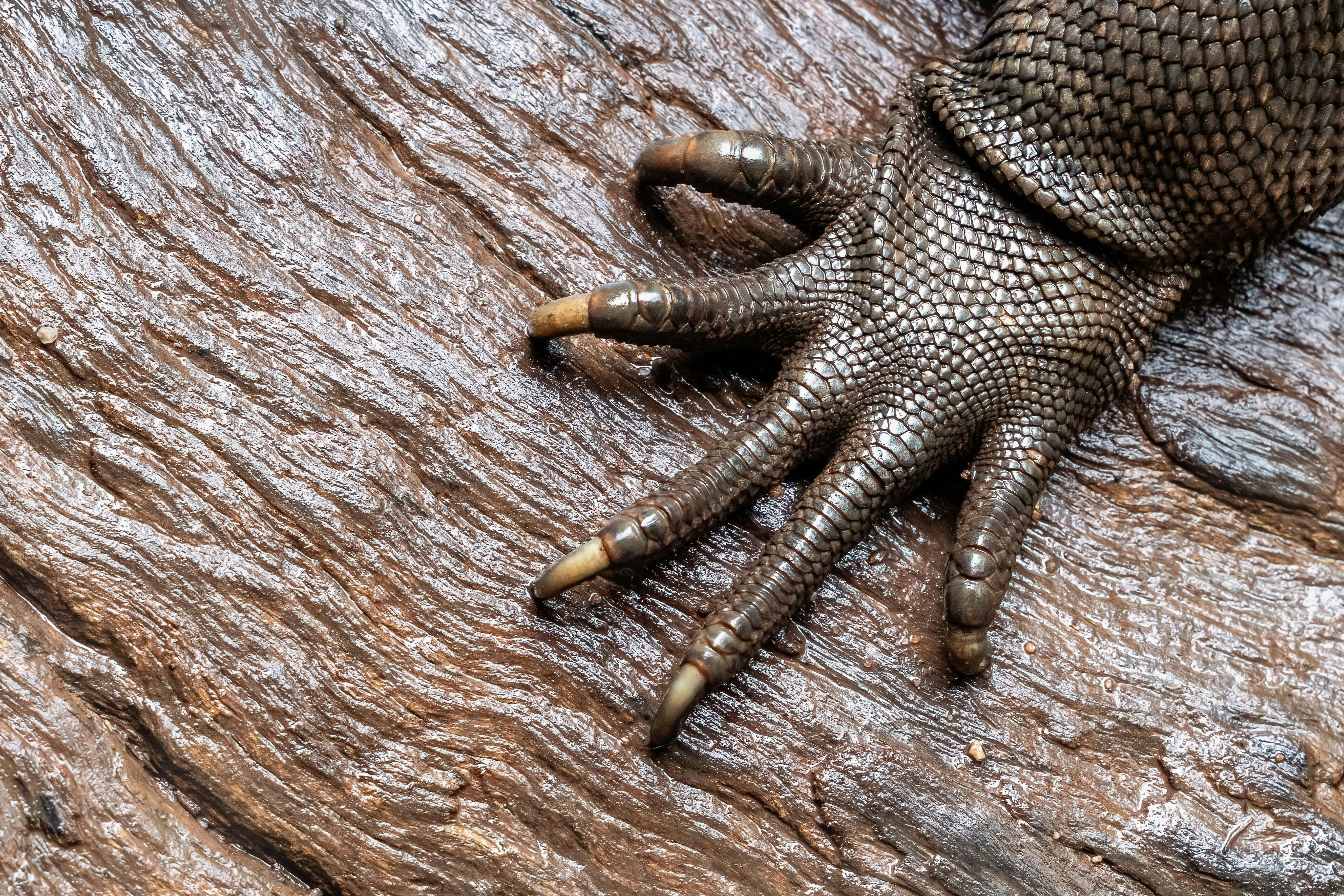 The Grasp of Nature: A Lizard's Touch