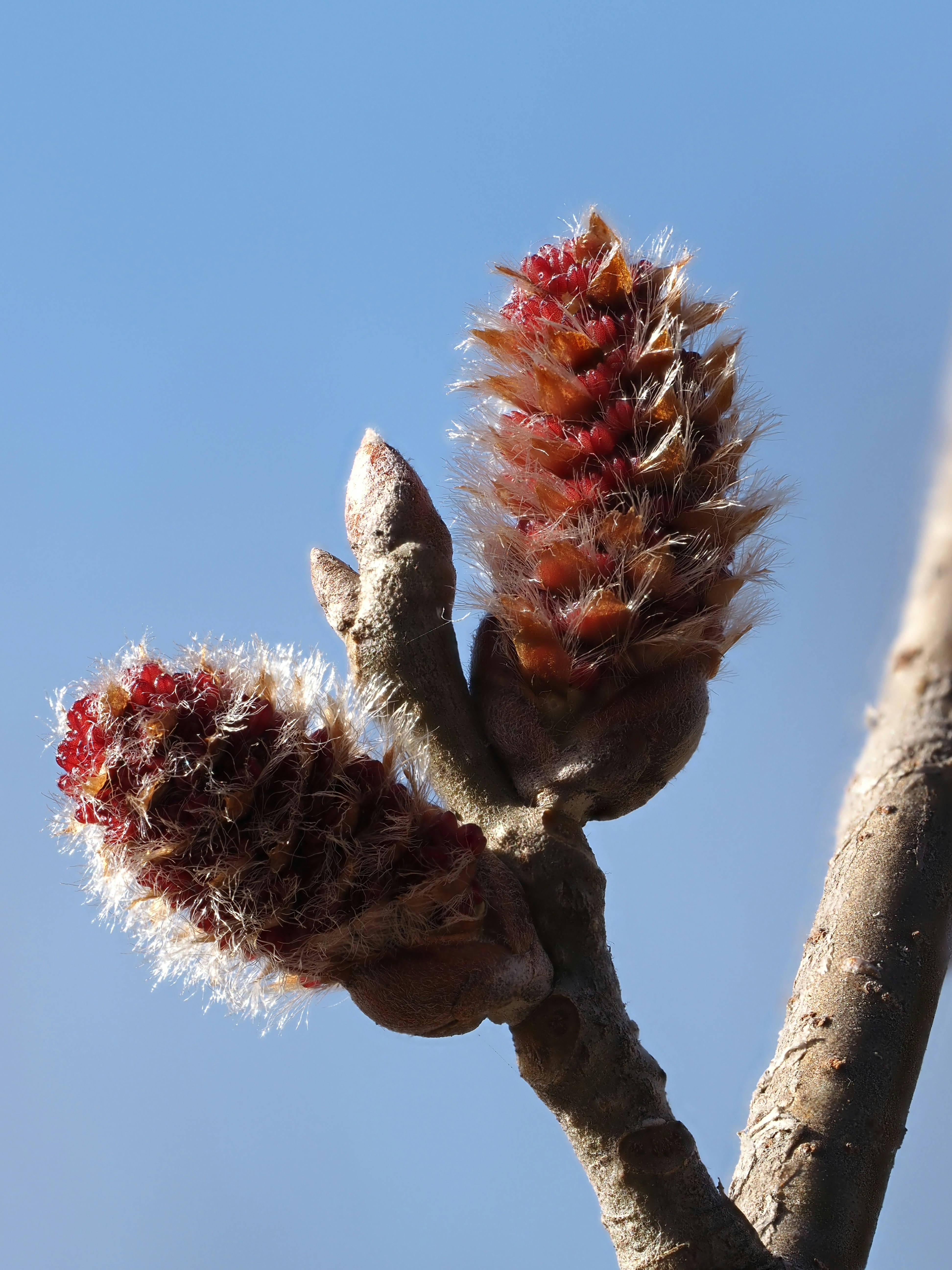 Poplar Tree Pictures | Download Free Images on Unsplash