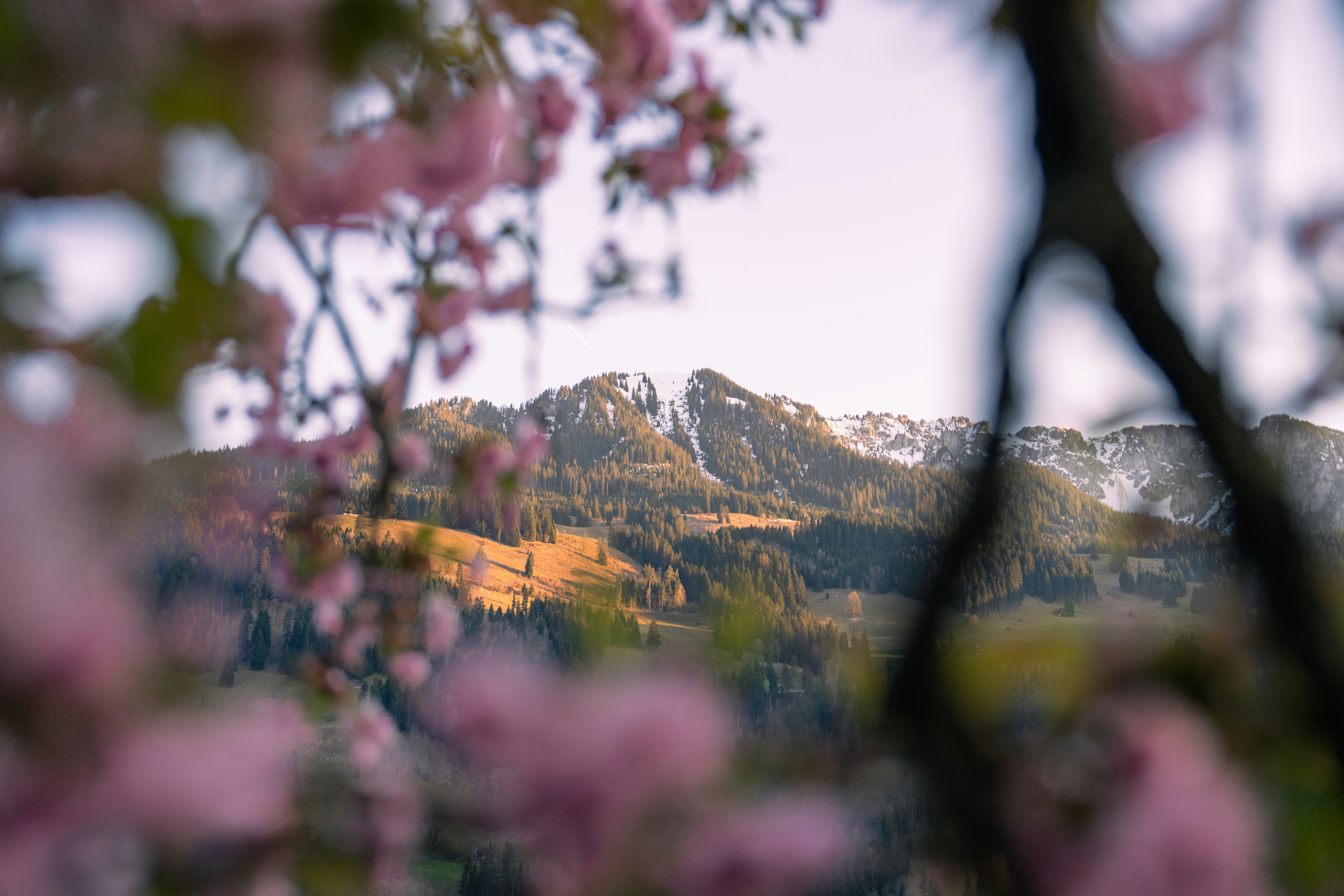 Pink Frame, Alpine Vista: Snow-Dusted Peaks Beyond Blossoms