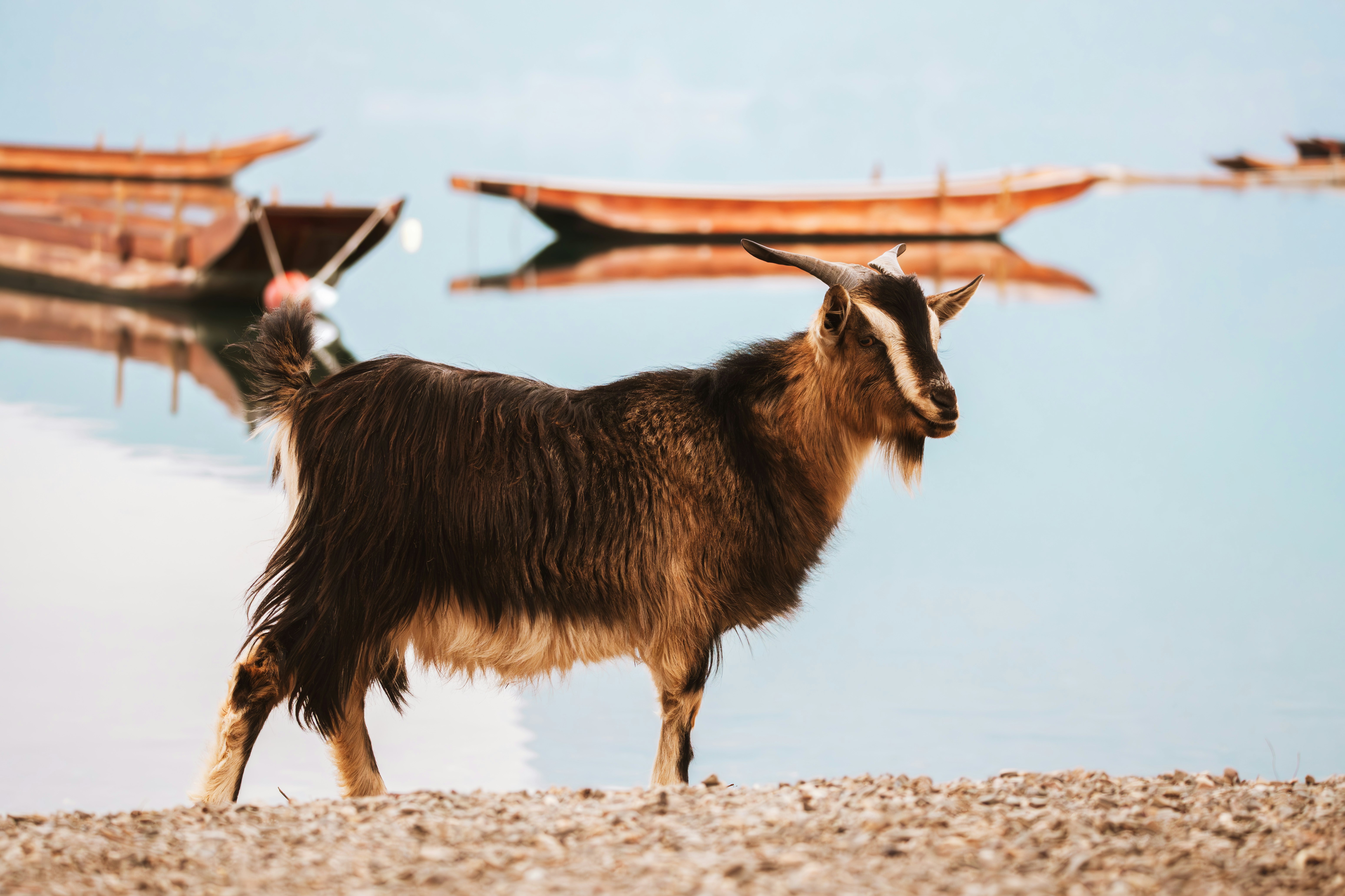 Lakeside Sentinel: a goat stands as wooden boats drift on a glassy bay