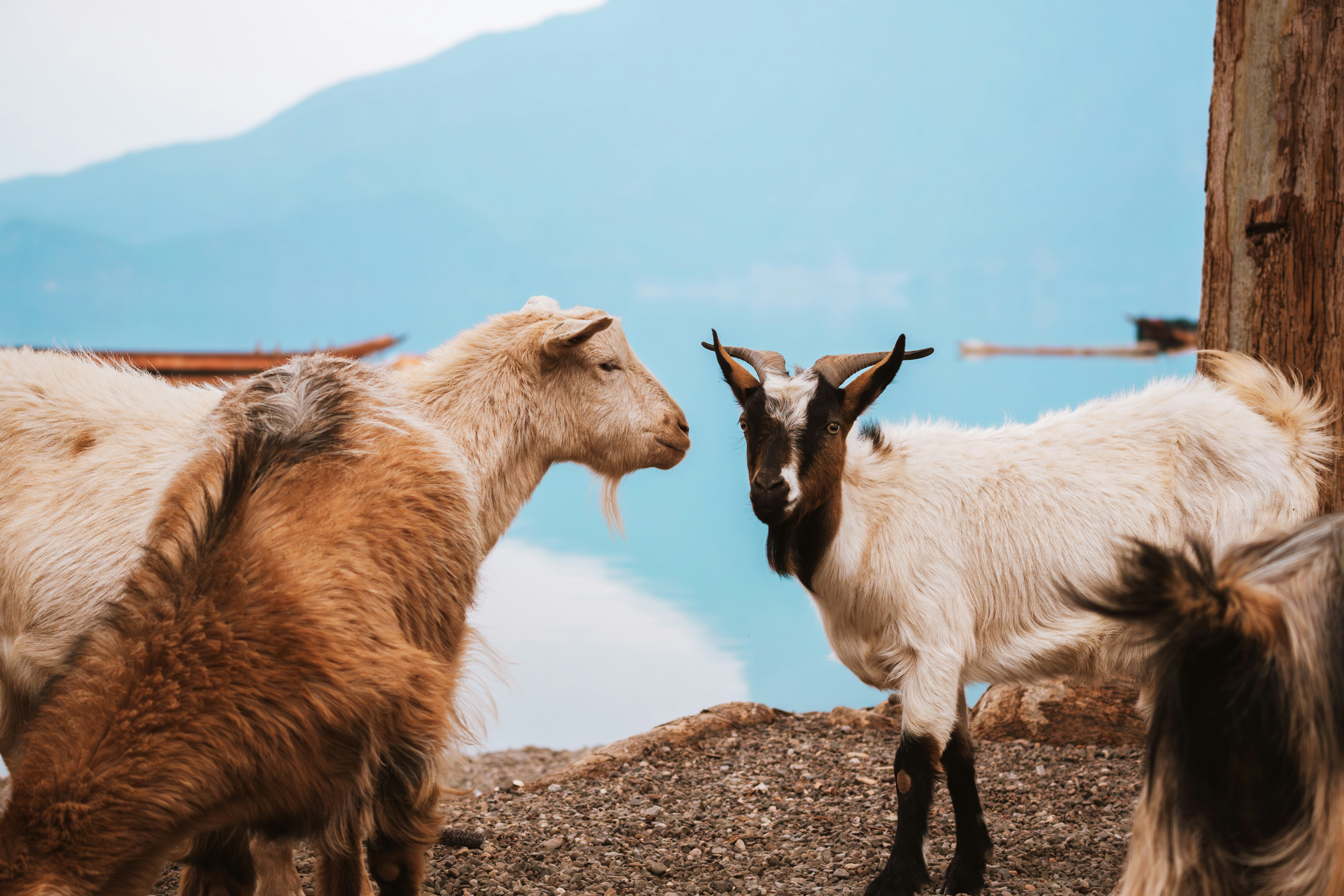 Alpine Lakeside Rendezvous: Goats in Quiet Conversation by the Water