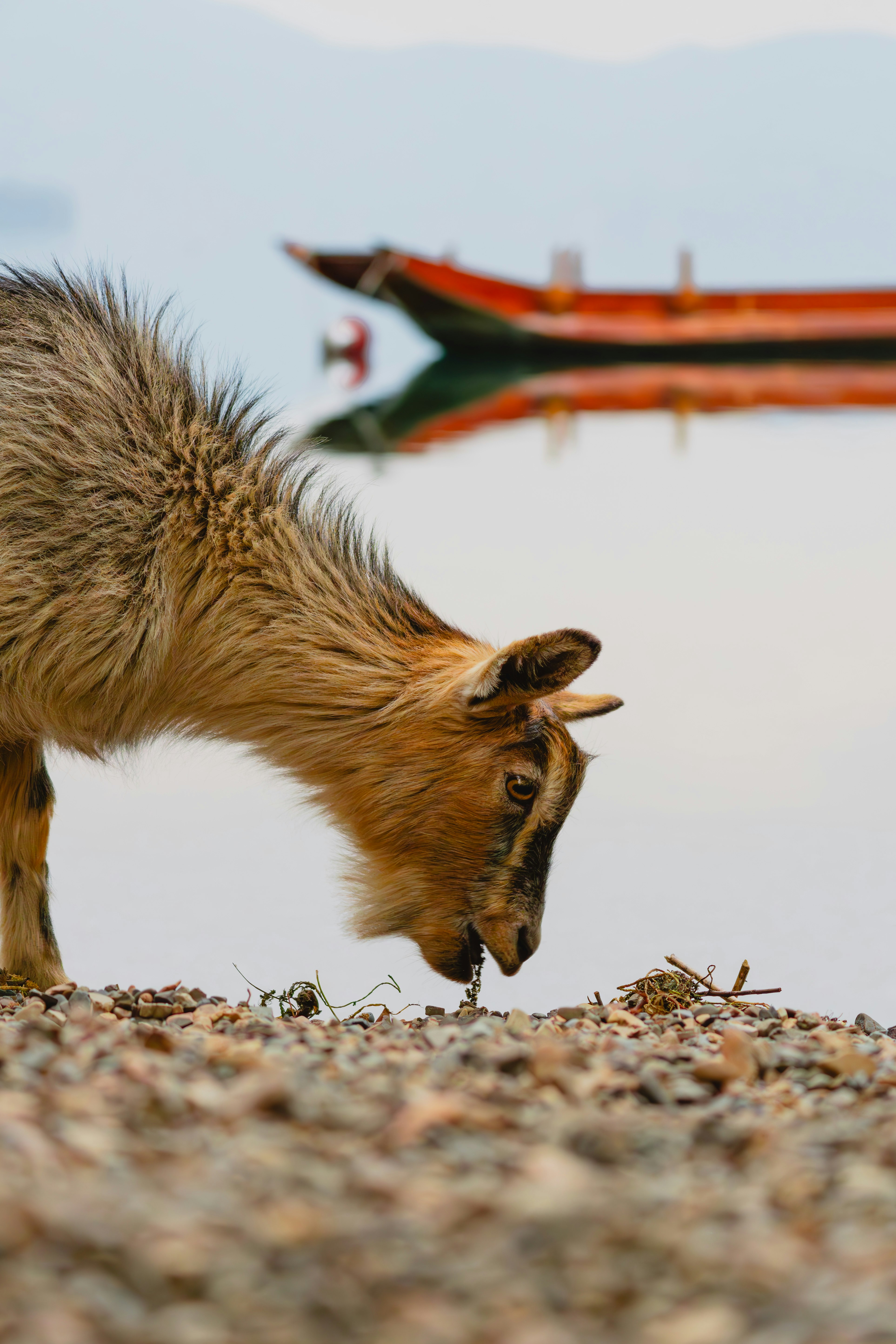 Pebble Shore Grazing: A Donkey Pauses to Nibble by the Water with a Blurred Boat in the Background