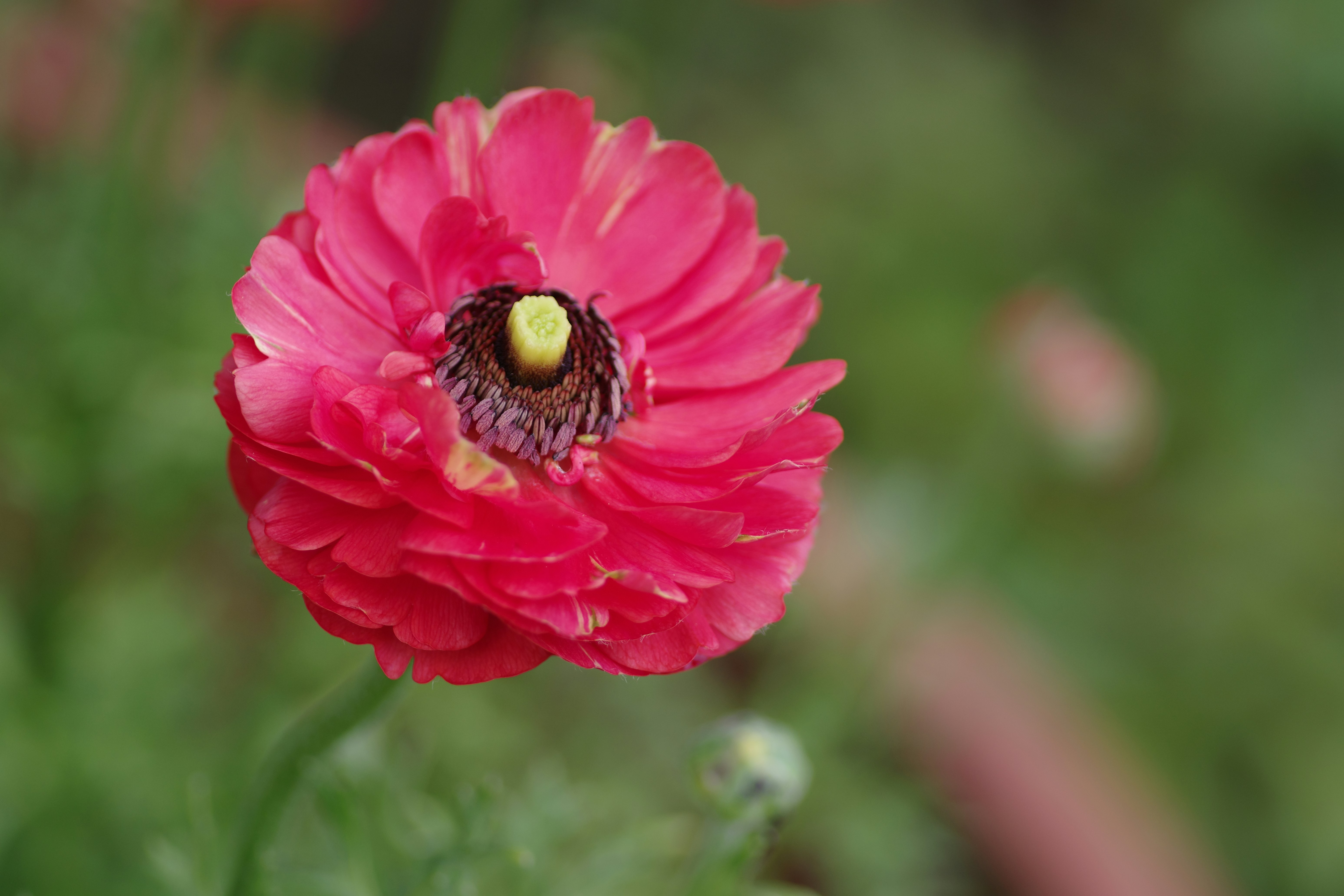 Crimson Poppy in Soft Focus: a Pop of Color Against Blur