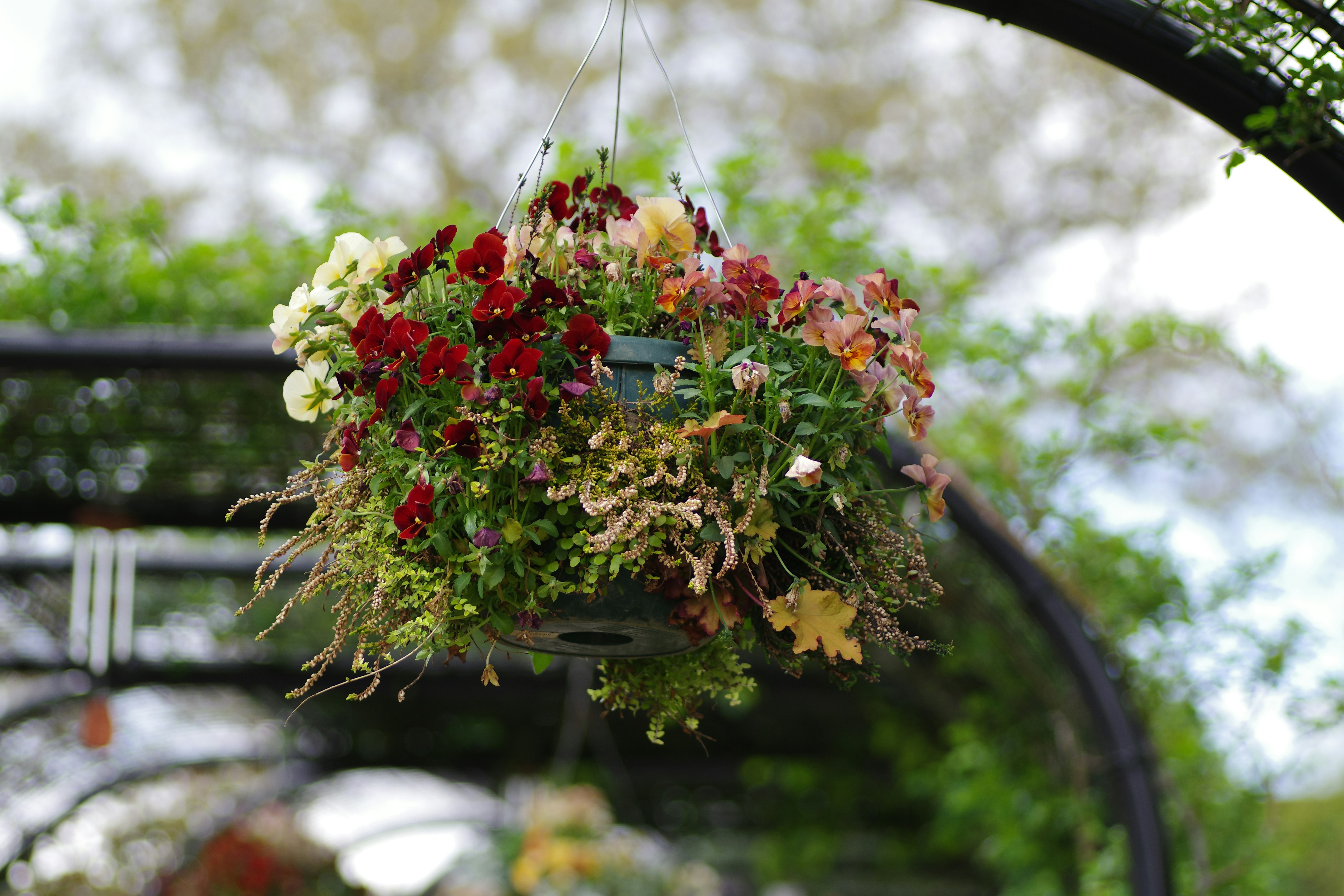 Hanging flower basket brimming with vibrant blooms, showcasing a blend of reds, yellows, and greens against a softly blurred background.