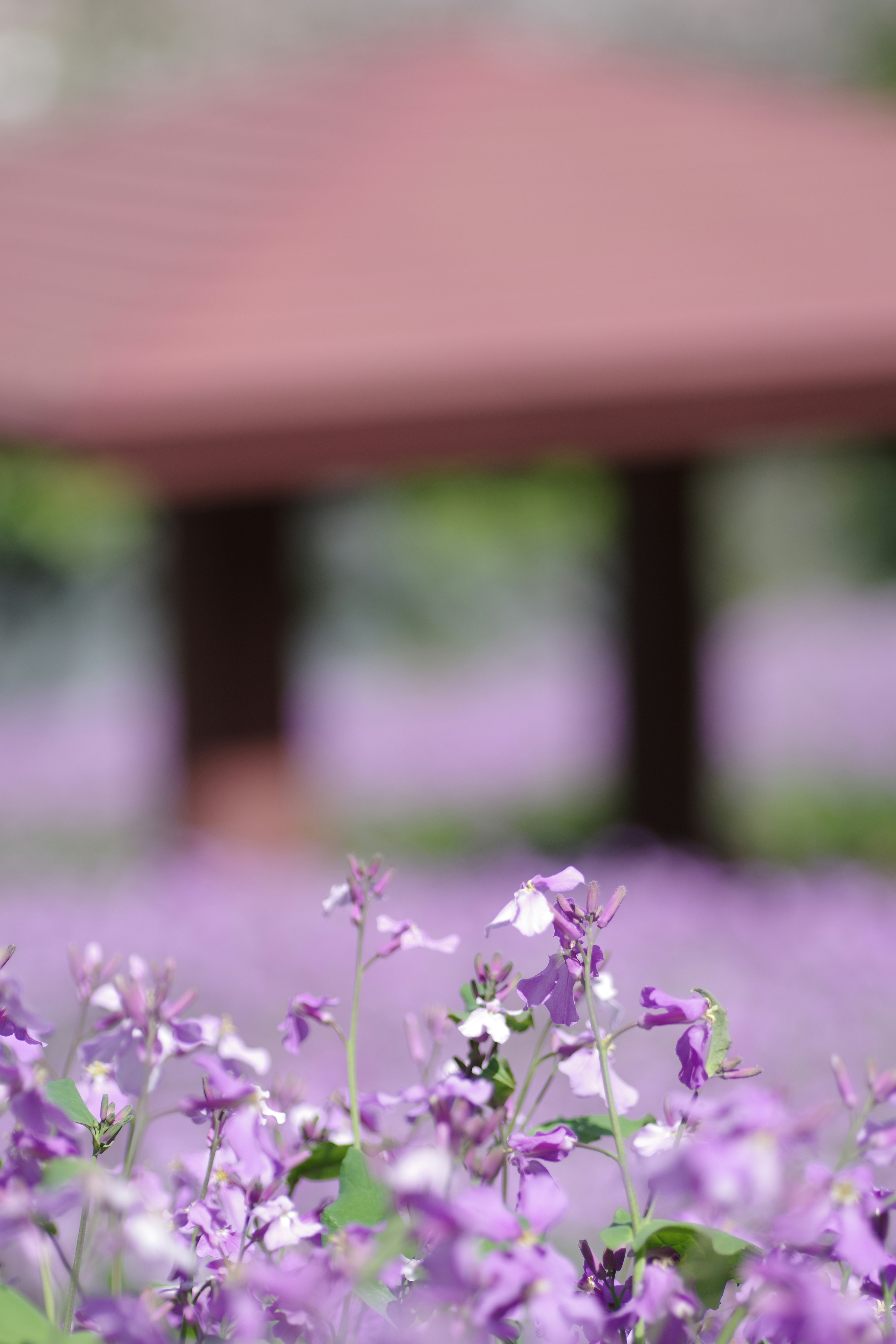 Lavender Field photo shot on Pentax K-3 III