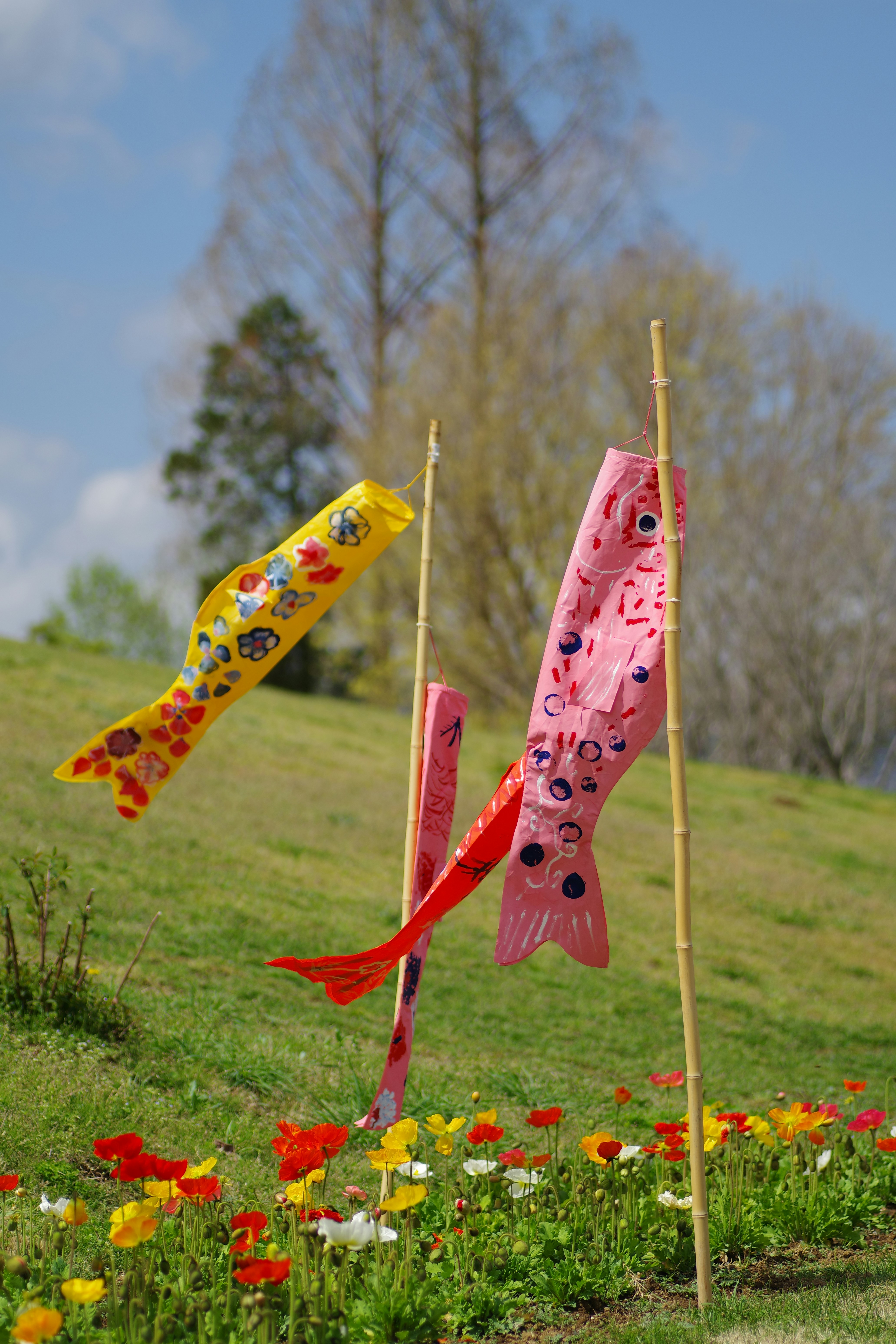 Koinobori on a sunlit hillside: a carnival of color above tulip beds