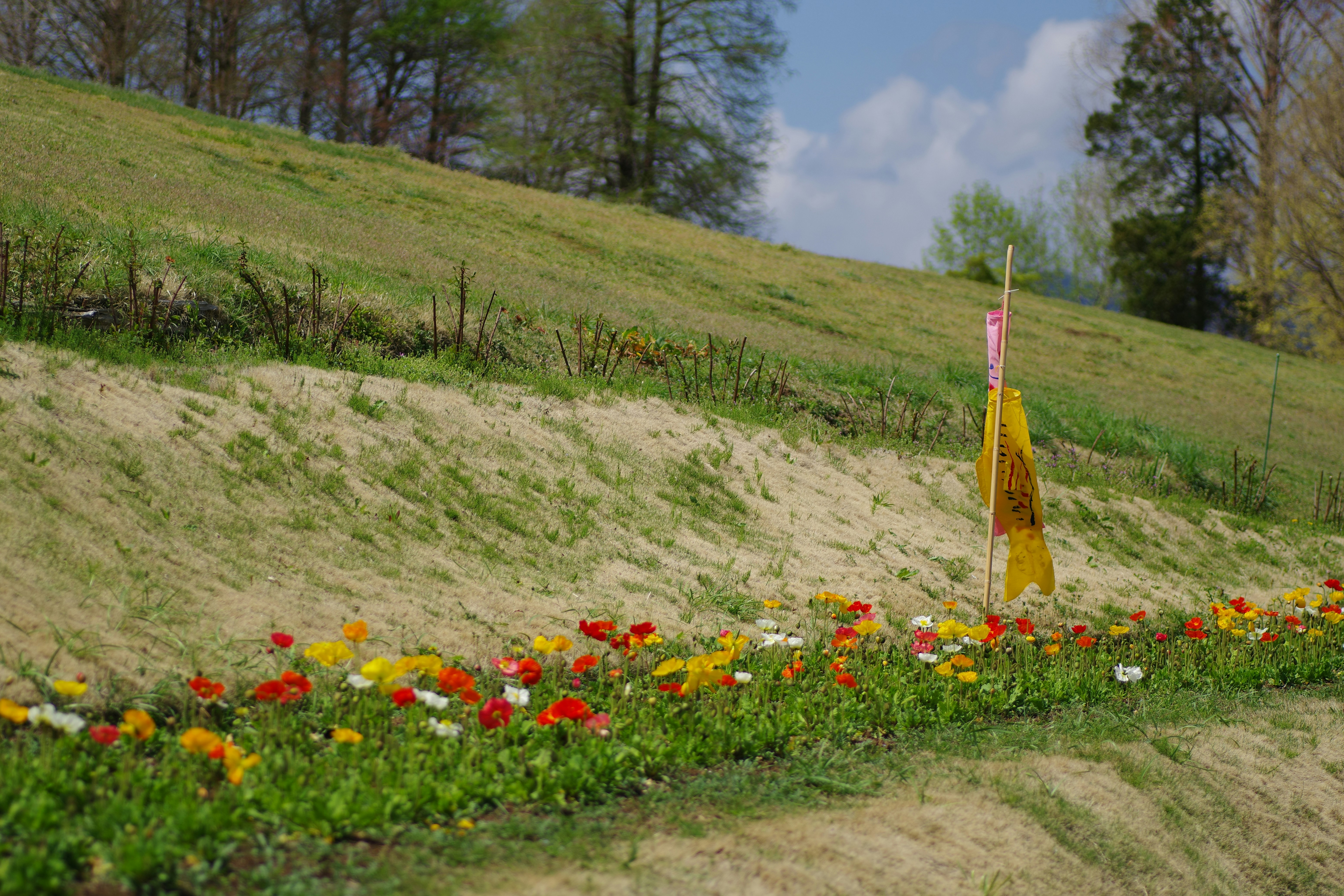 Colorful border of tulips along a sunlit slope