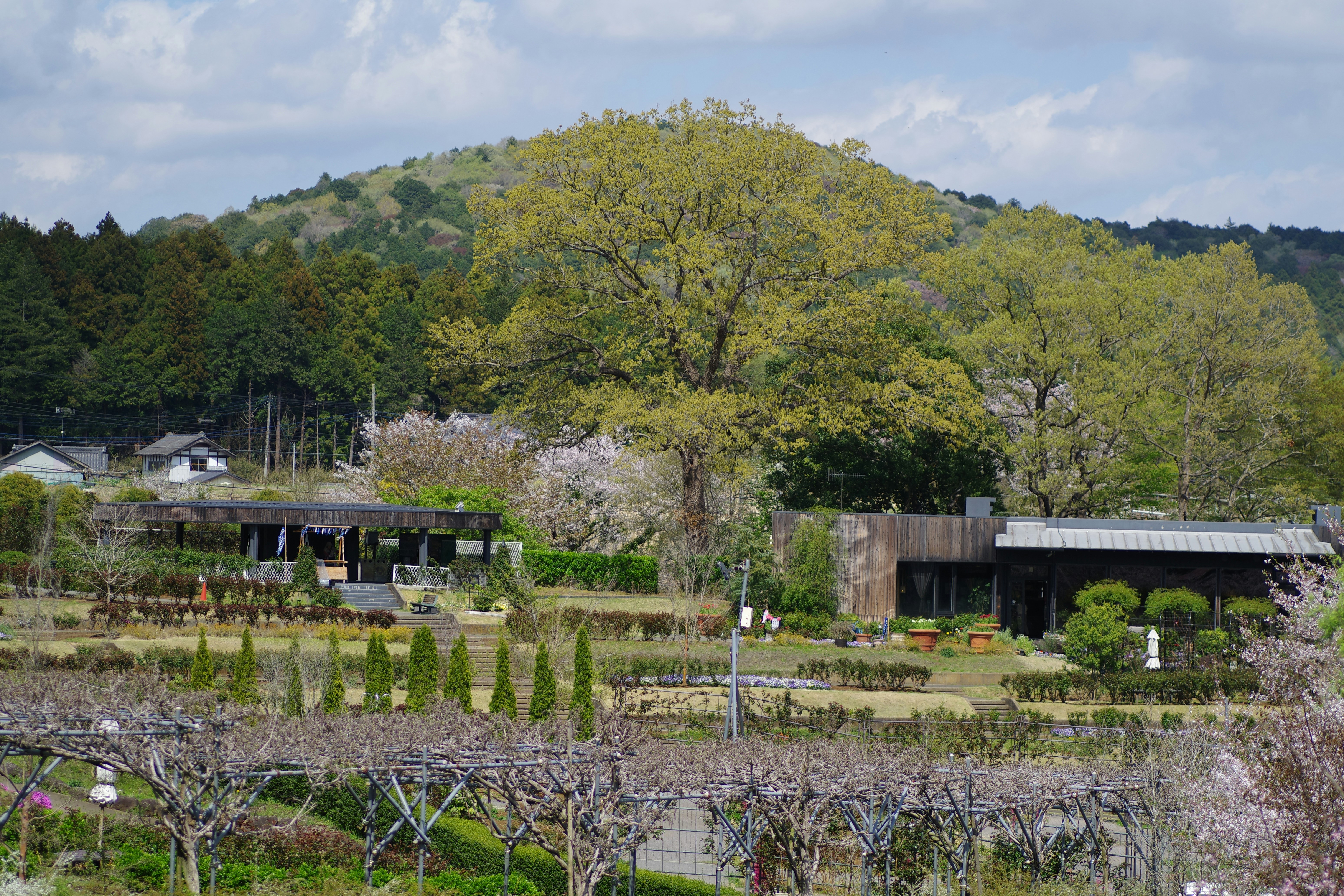 Beautiful green and flower garden、新緑と美しい花が織りなす絶景 A superb view of fresh greenery and beautiful flowers