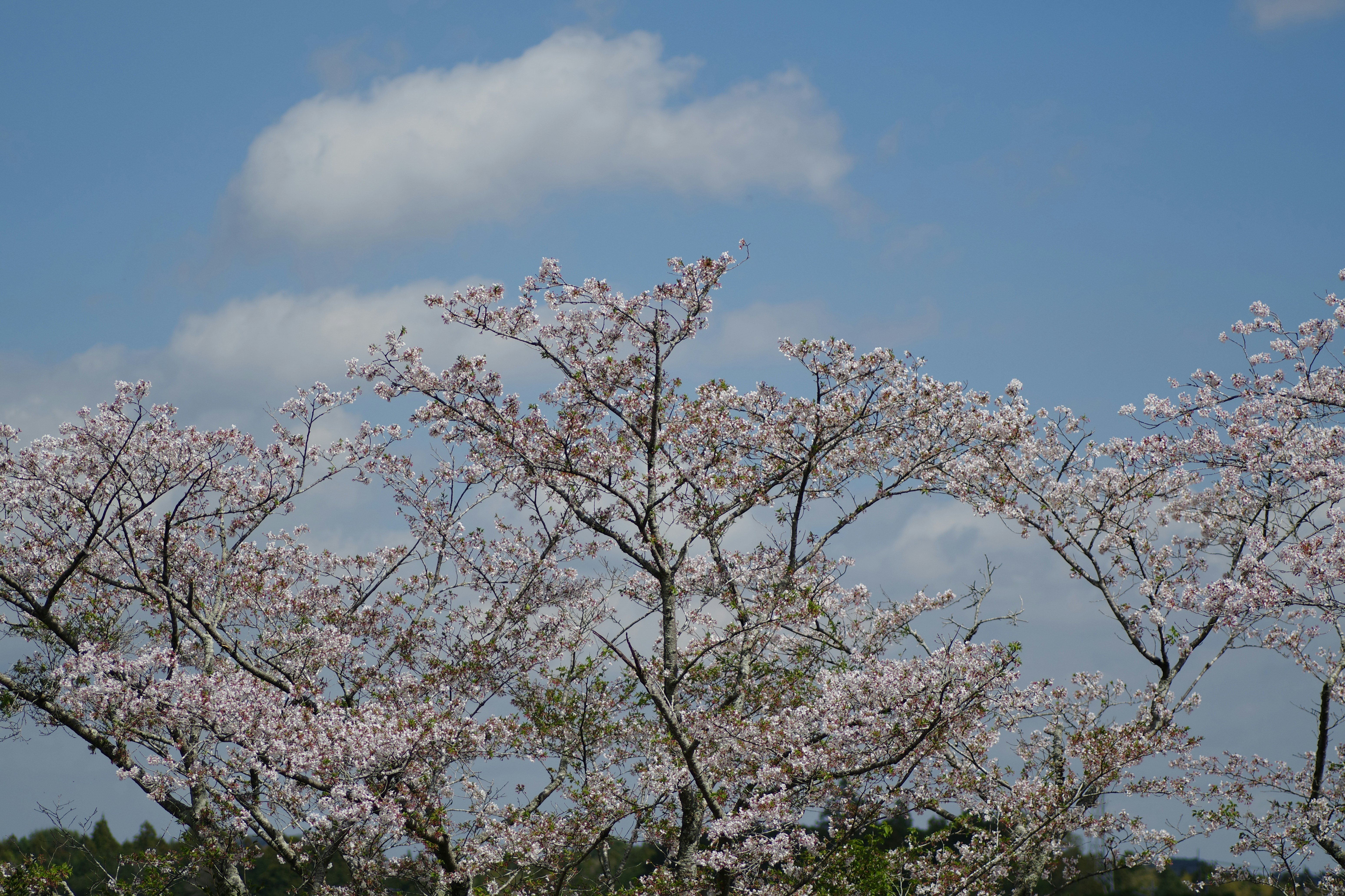 Beautiful green and flower garden、新緑と美しい花が織りなす絶景 A superb view of fresh greenery and beautiful flowers