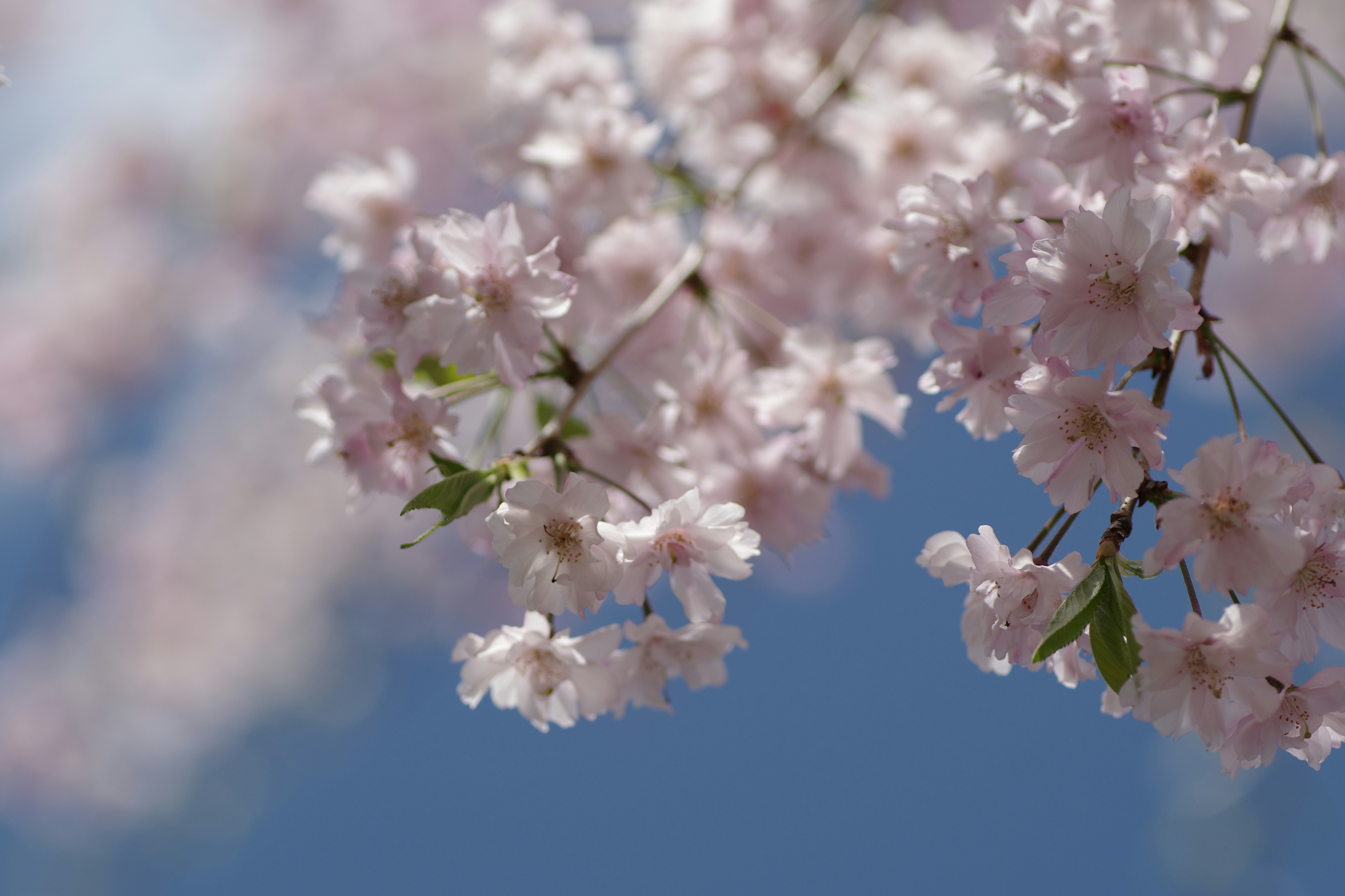 Beautiful green and flower garden、新緑と美しい花が織りなす絶景 A superb view of fresh greenery and beautiful flowers