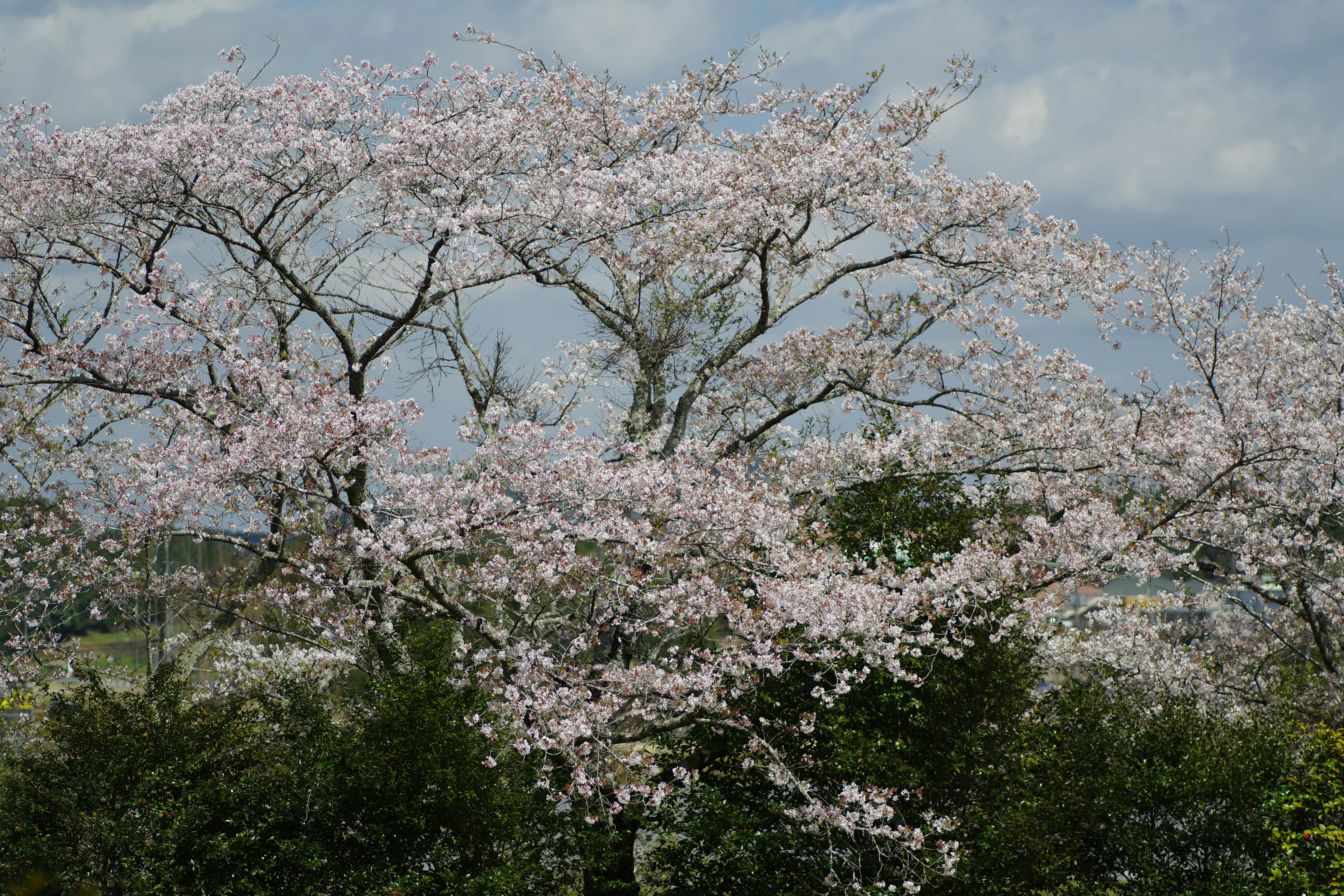 Beautiful green and flower garden、新緑と美しい花が織りなす絶景 A superb view of fresh greenery and beautiful flowers
