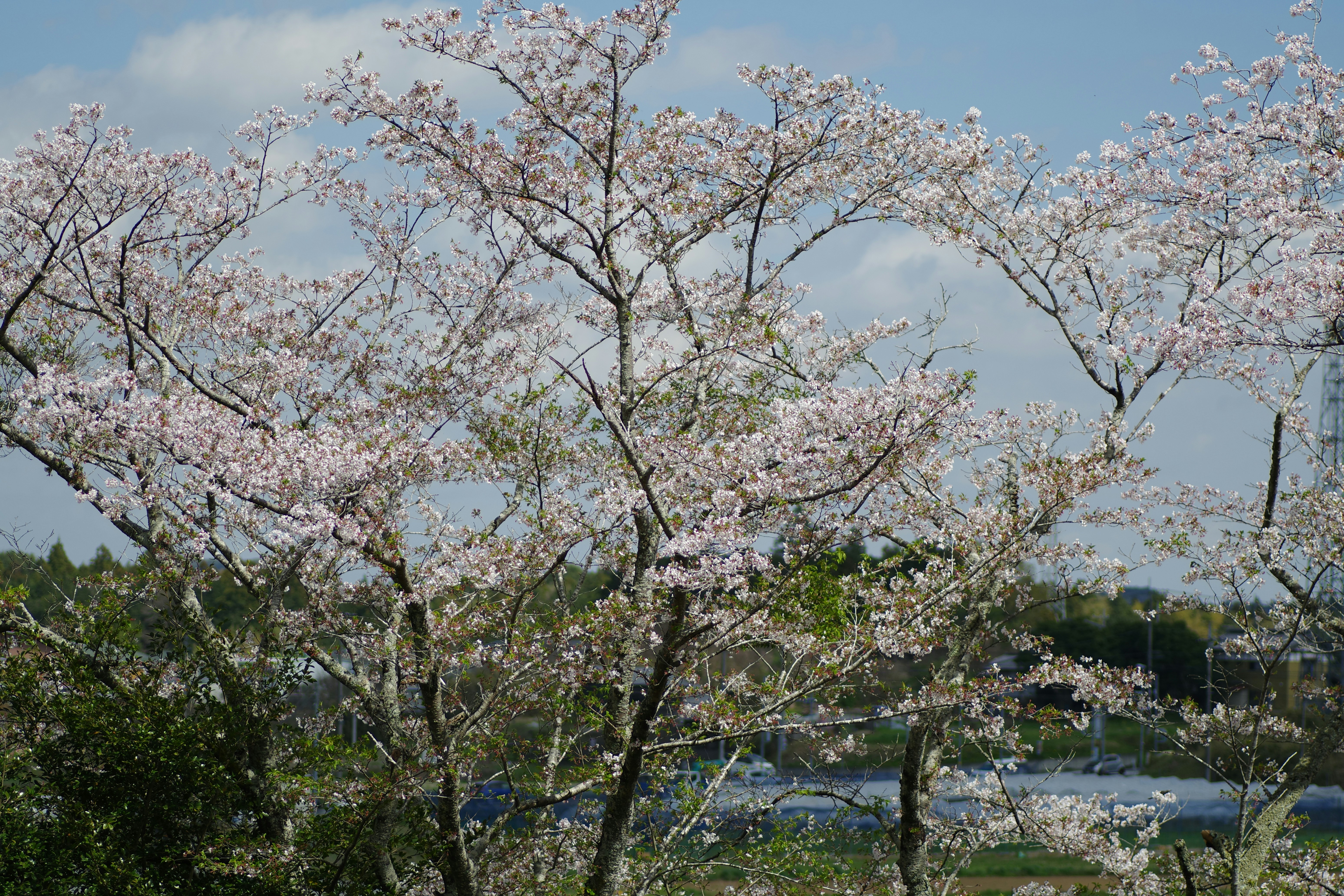 Canopy of Cherry Blossoms Over a Quiet Riverside