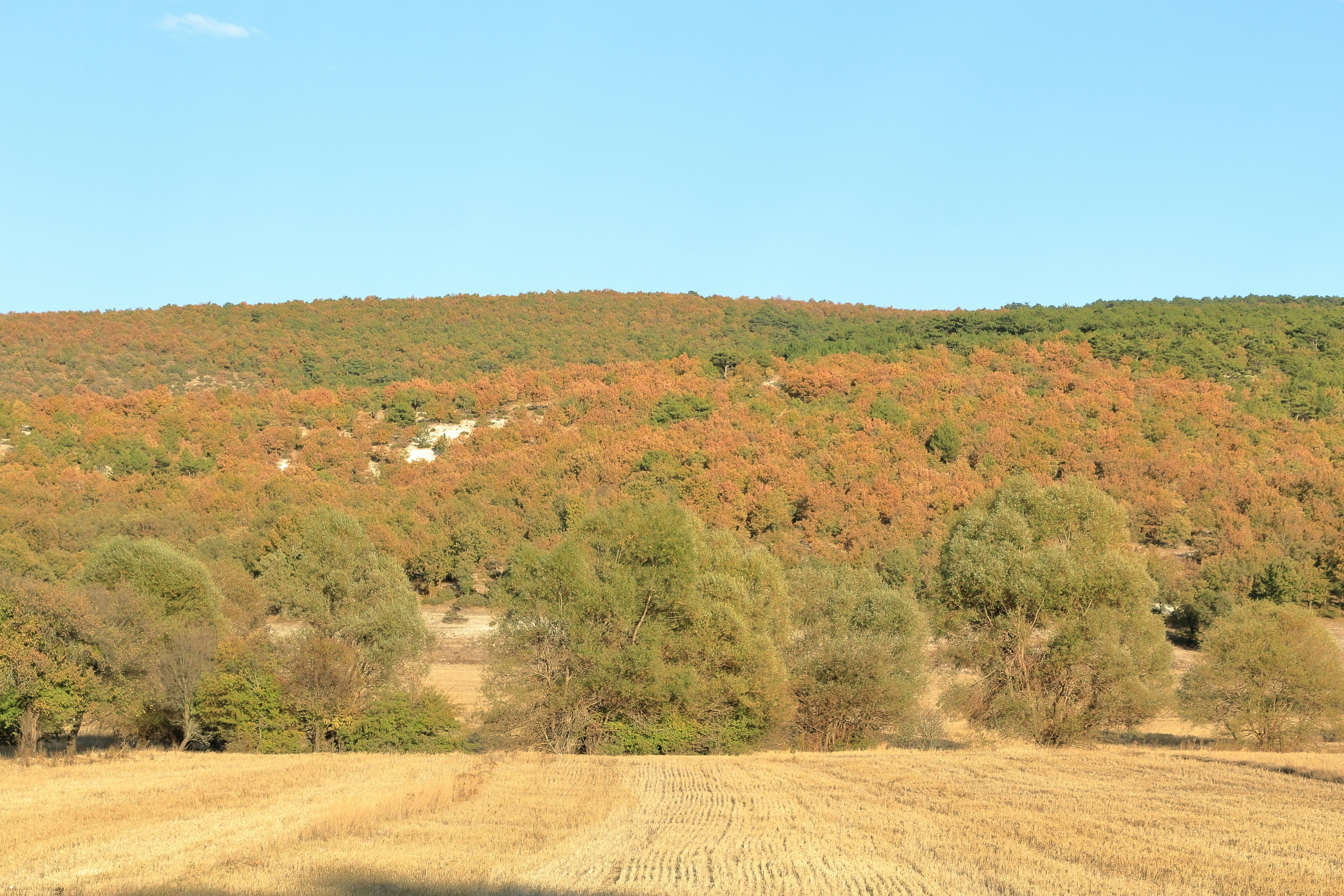 Vibrant autumn foliage blankets rolling hills, contrasting with a golden field below. The scene captures the serene transition of seasons.