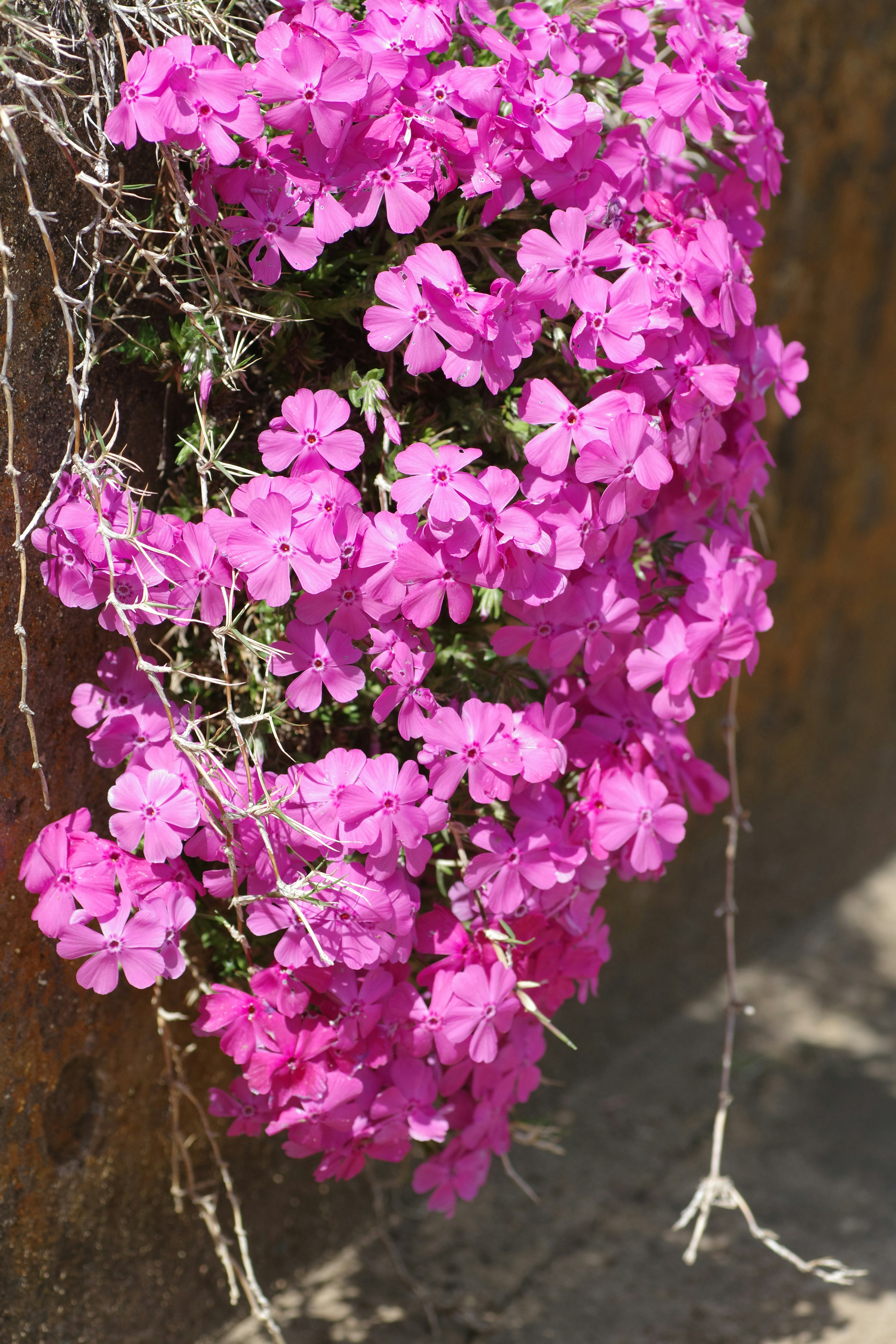 Magenta Cascade Along a Weathered Wall