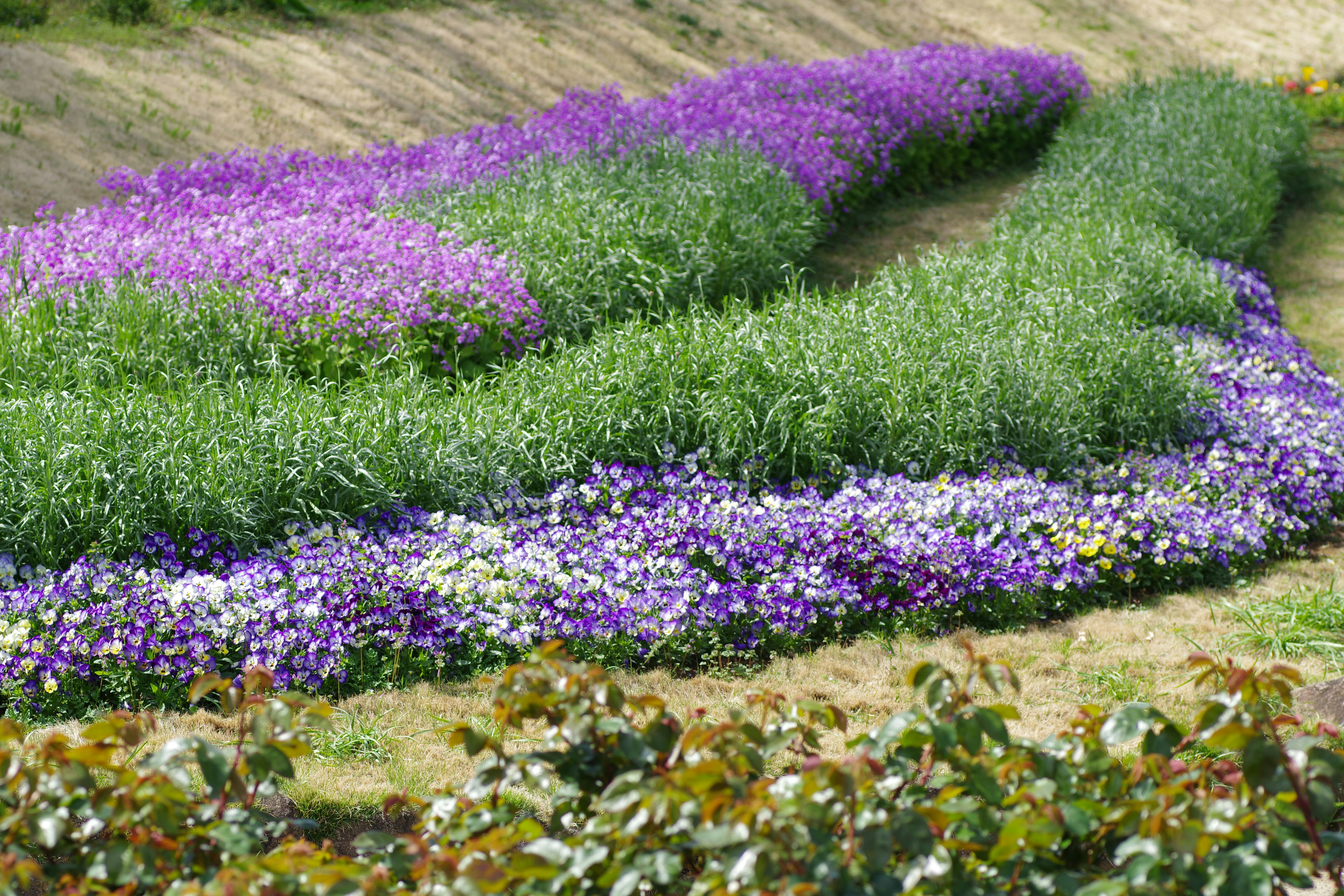 Curved Ribbons of Purple Bloom Weave Through a Sunlit Terraced Garden