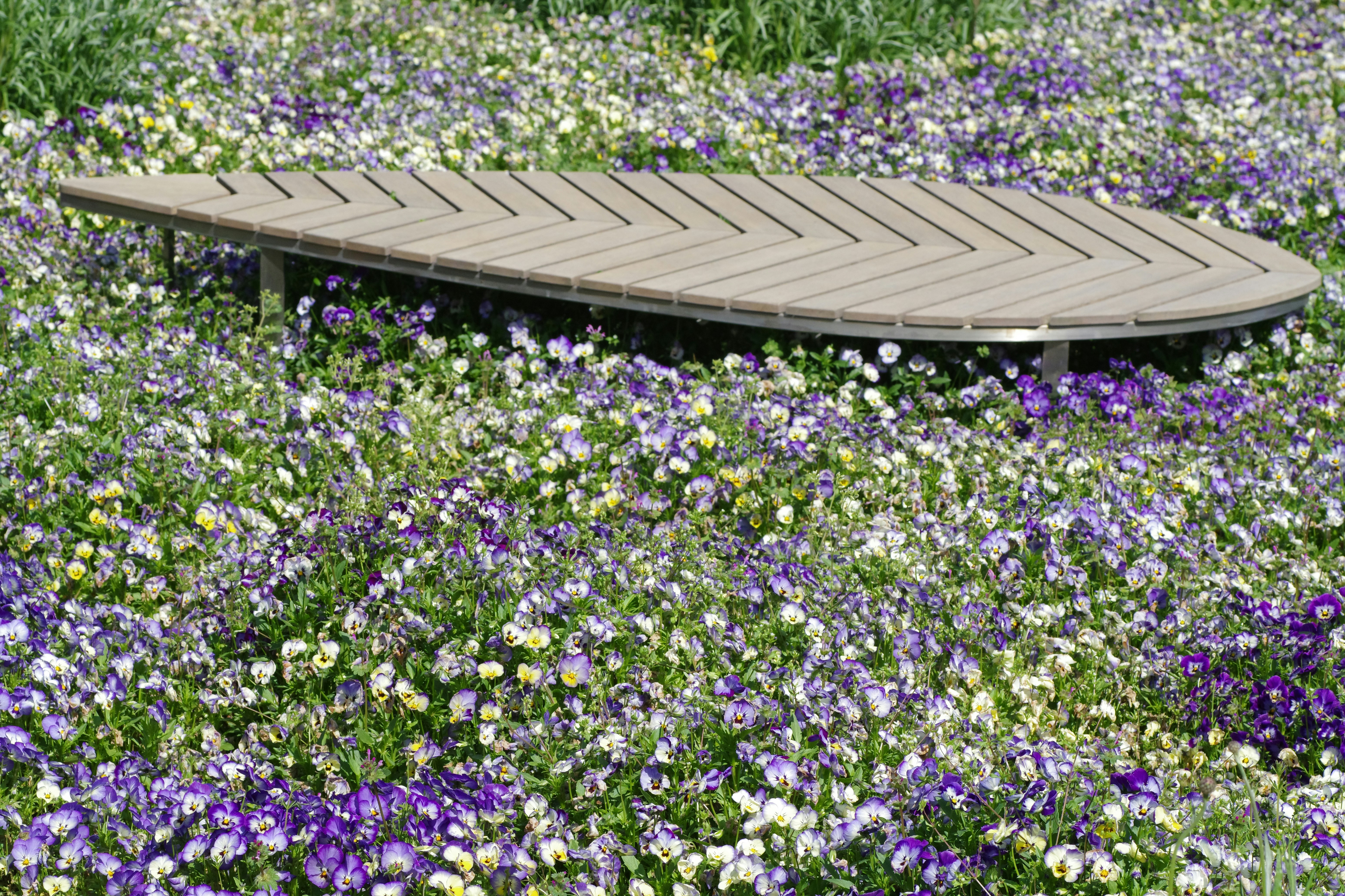 The Quiet Curve: Wooden Boardwalk Above a Ribbon of Purple and White Blooms
