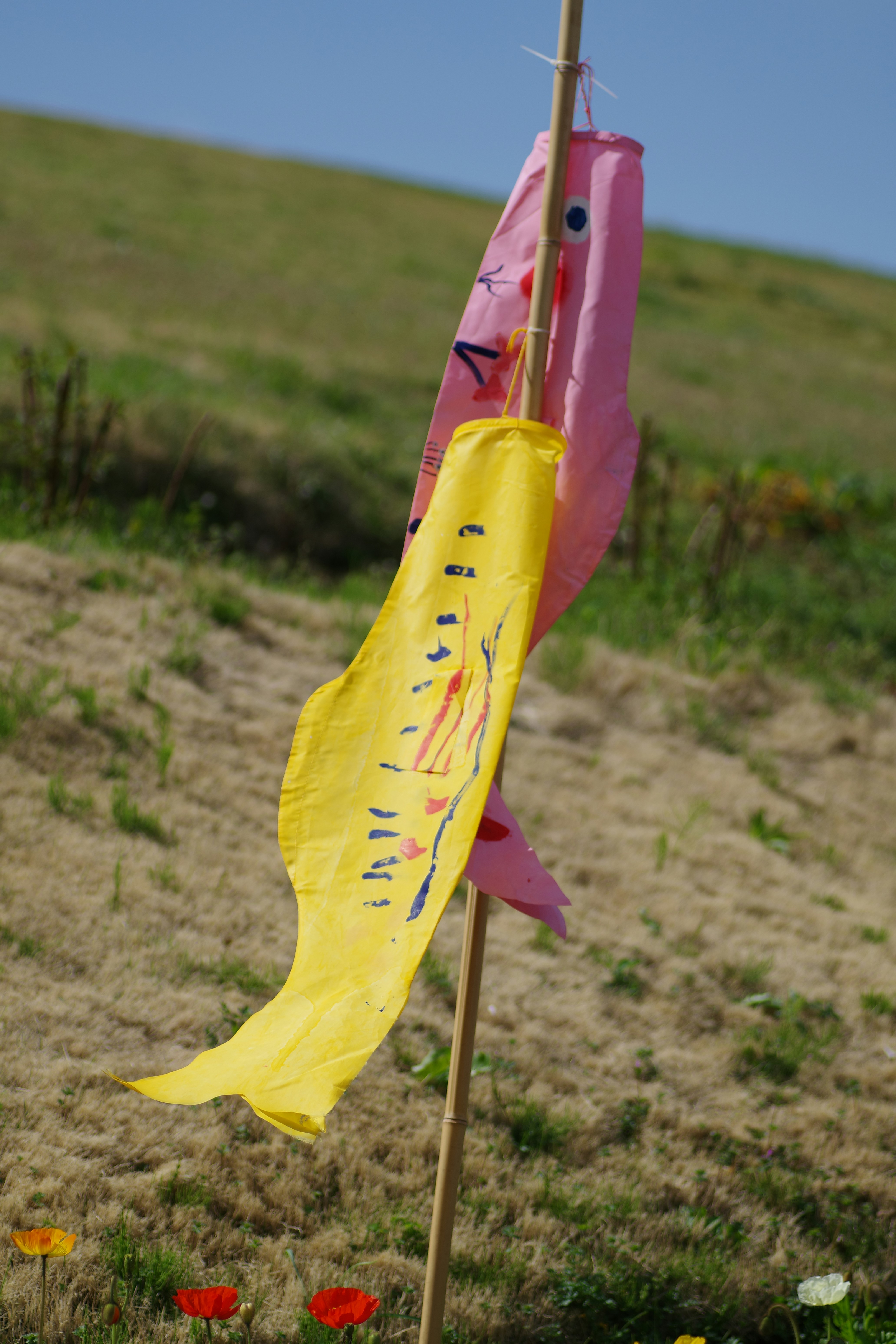 Carp streamer flags flutter outdoors on a sunny day. photo – Free ...