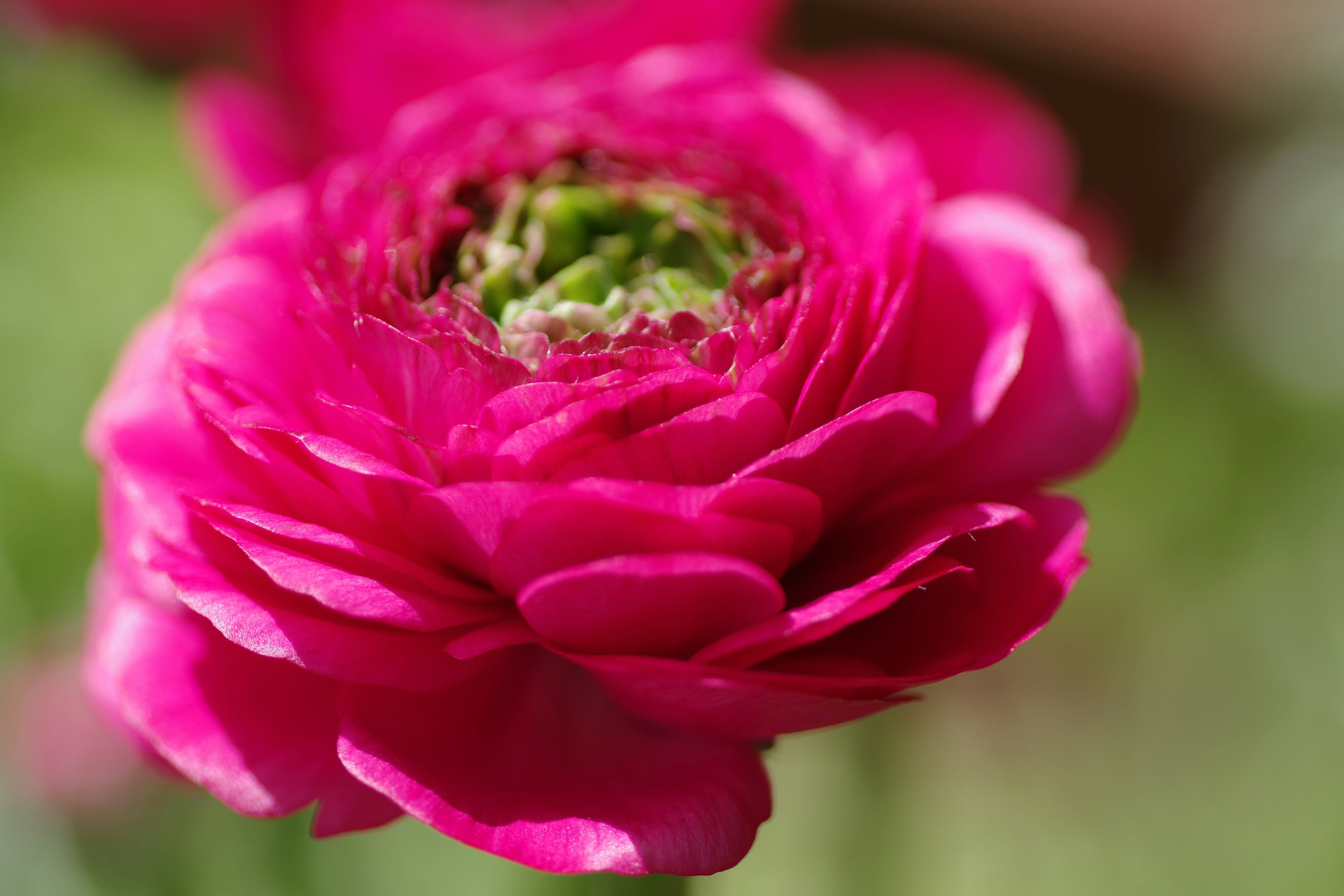 A beautiful, bright pink ranunculus flower blooms. photo – Free Flower ...