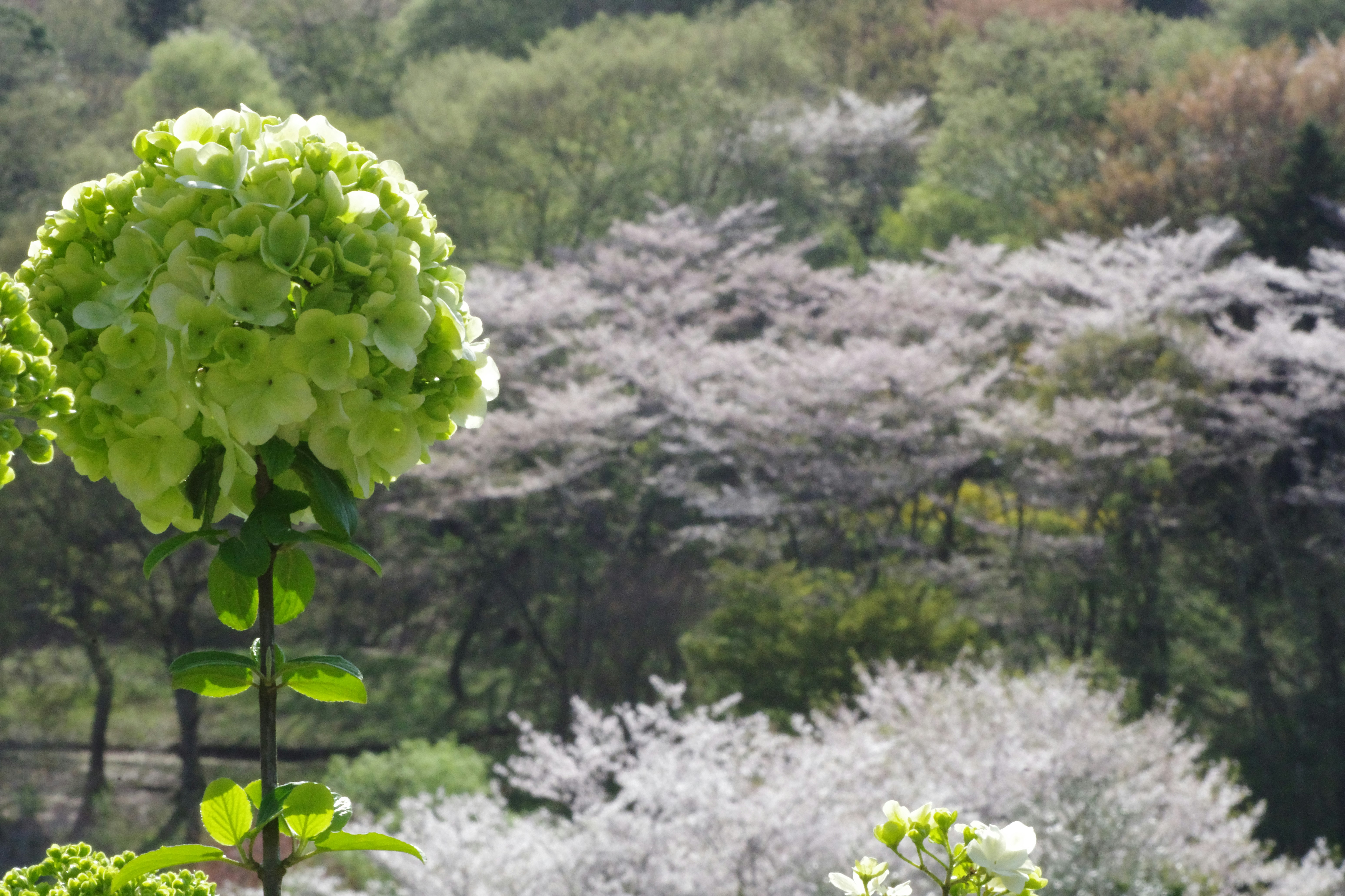 Emerald Hydrangea Anchors a Sea of Blush Blossoms