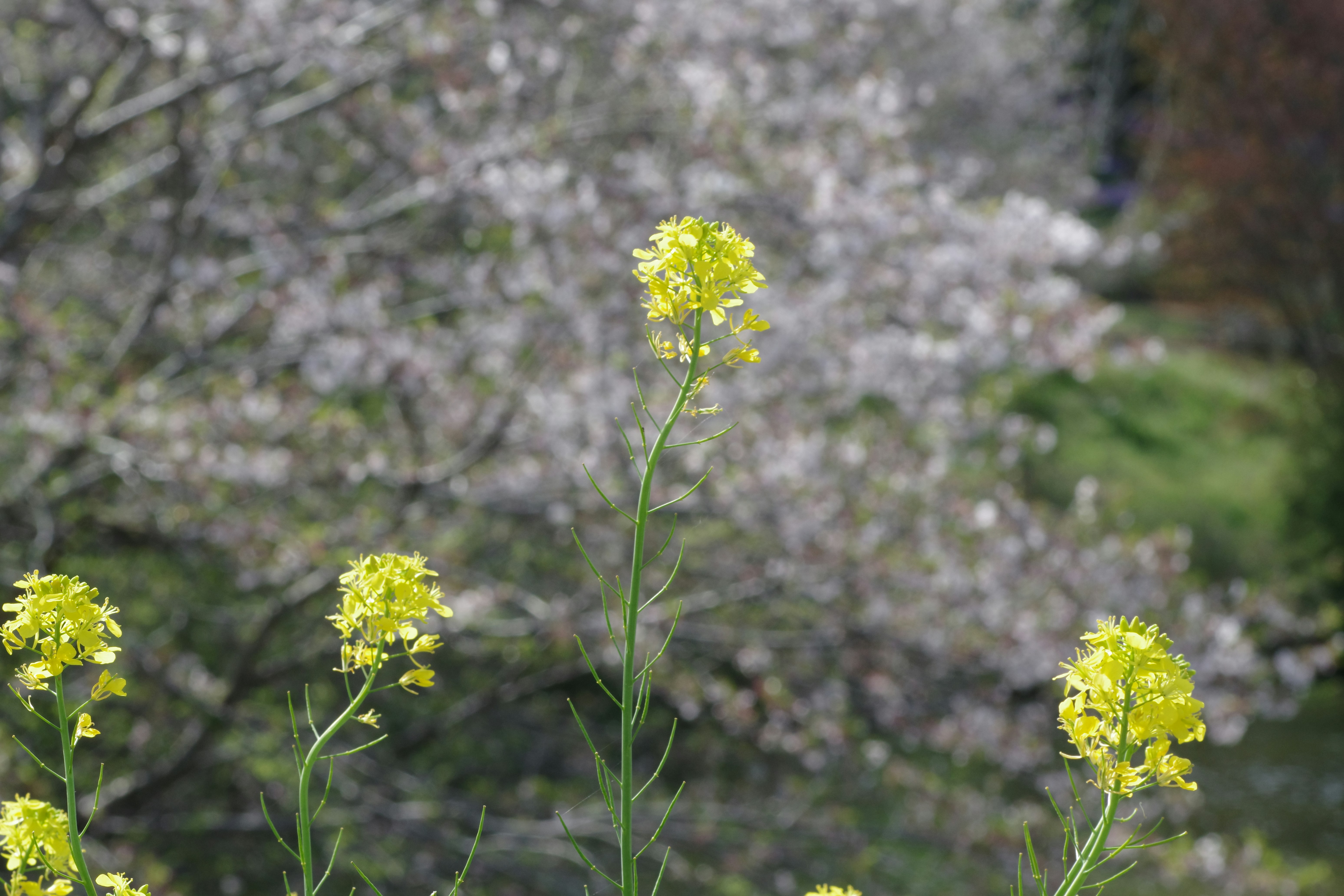 Towering Yellow: A Close-Up of Spring Blooms Against Velvet Blur