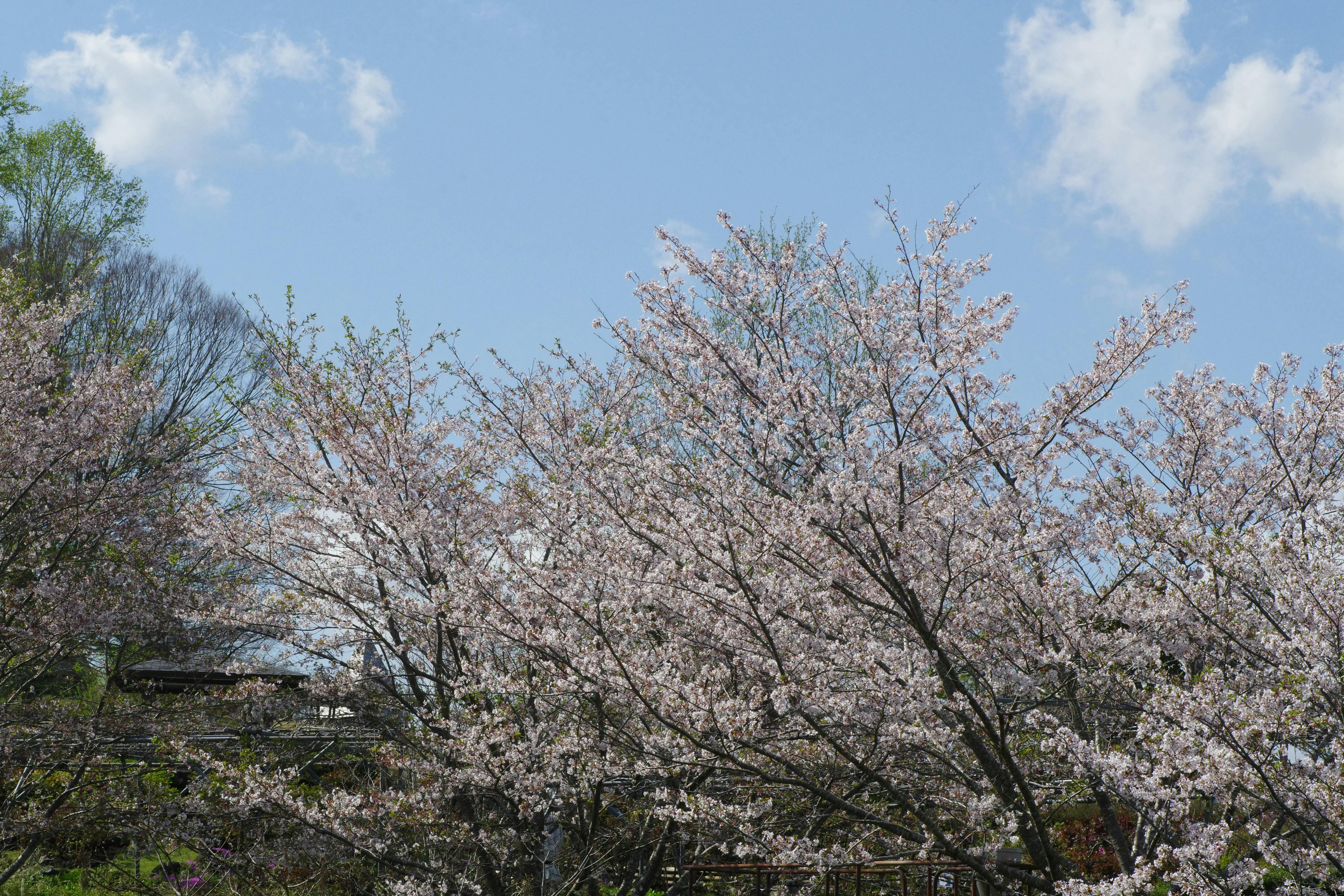 Beautiful green and flower garden、新緑と美しい花が織りなす絶景 A superb view of fresh greenery and beautiful flowersNaoki Suzuki