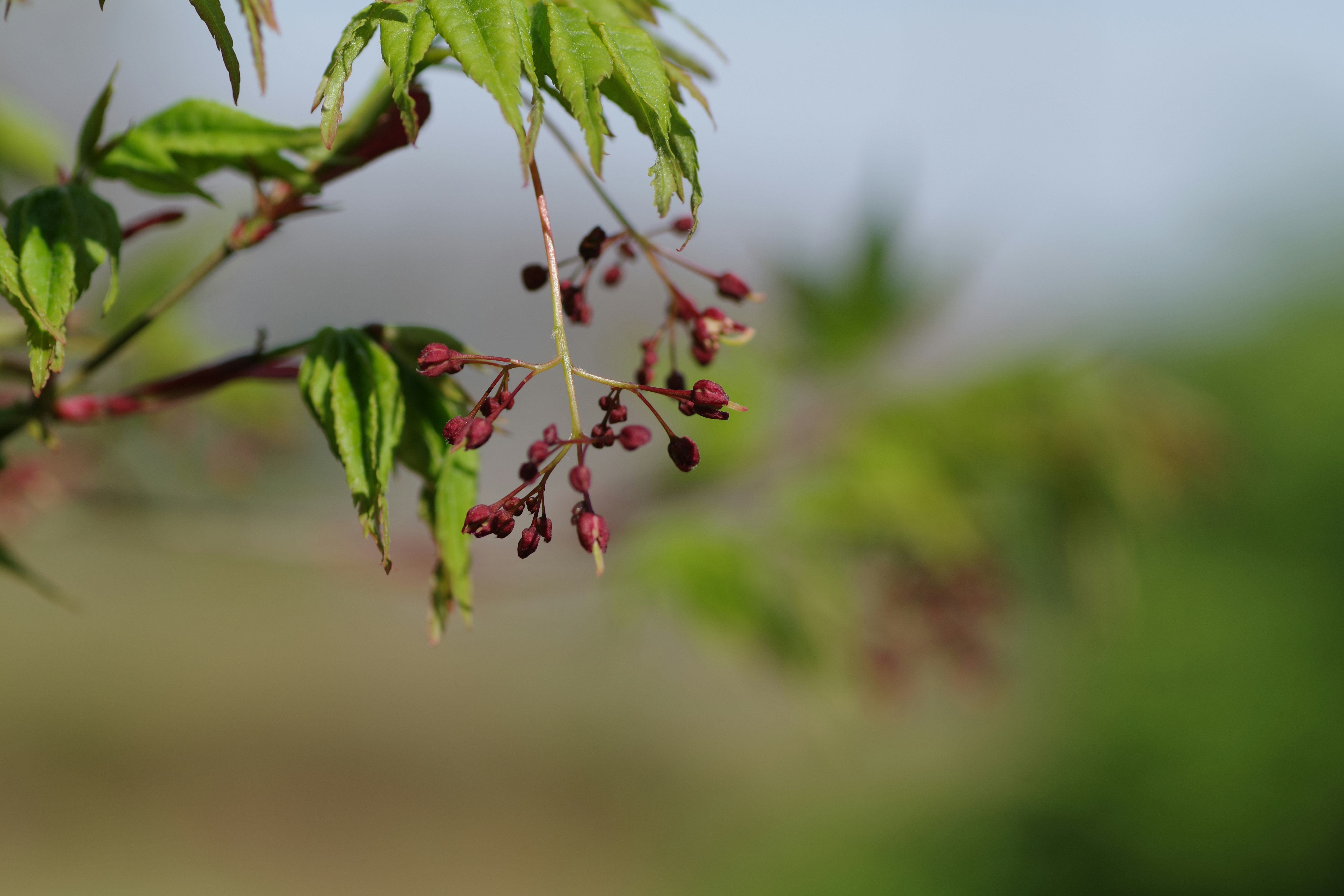 Cherry-clustered branch in soft-focus orchard parallax