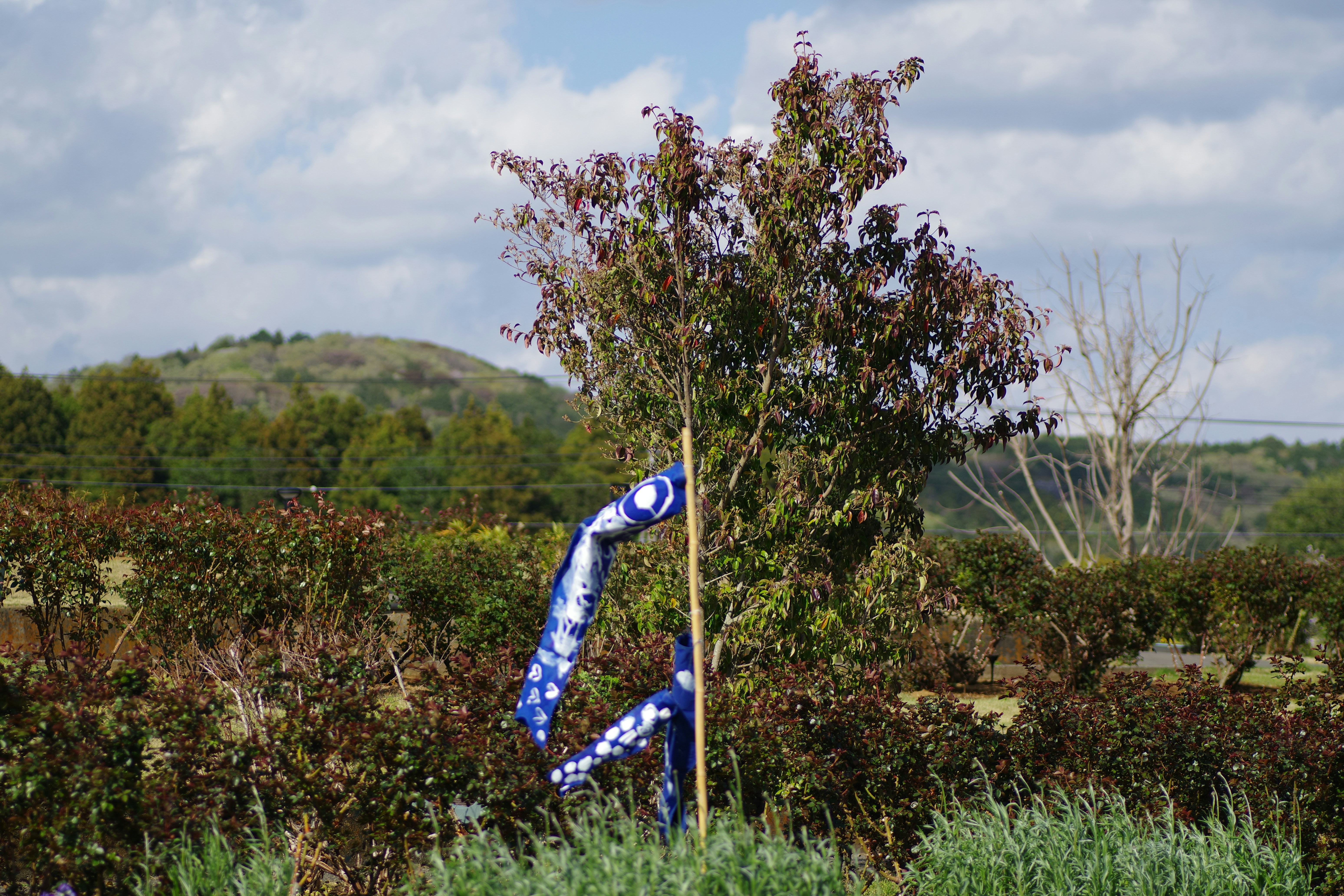 A blue wind sock is wrapped around a young tree. photo – Free Flower ...