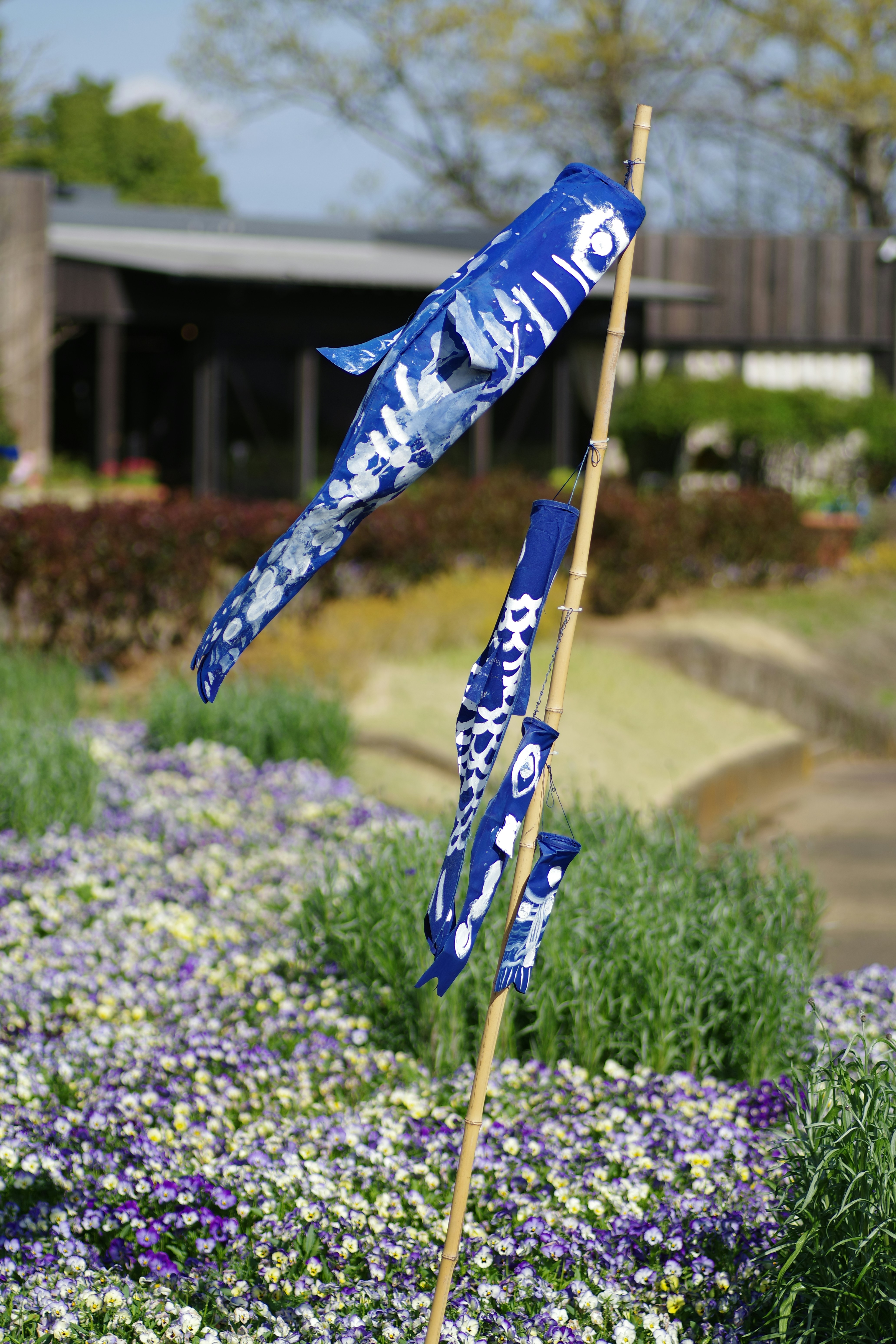 Wind-borne Koi Kites: Blue Carp Streamers in a Spring Garden
