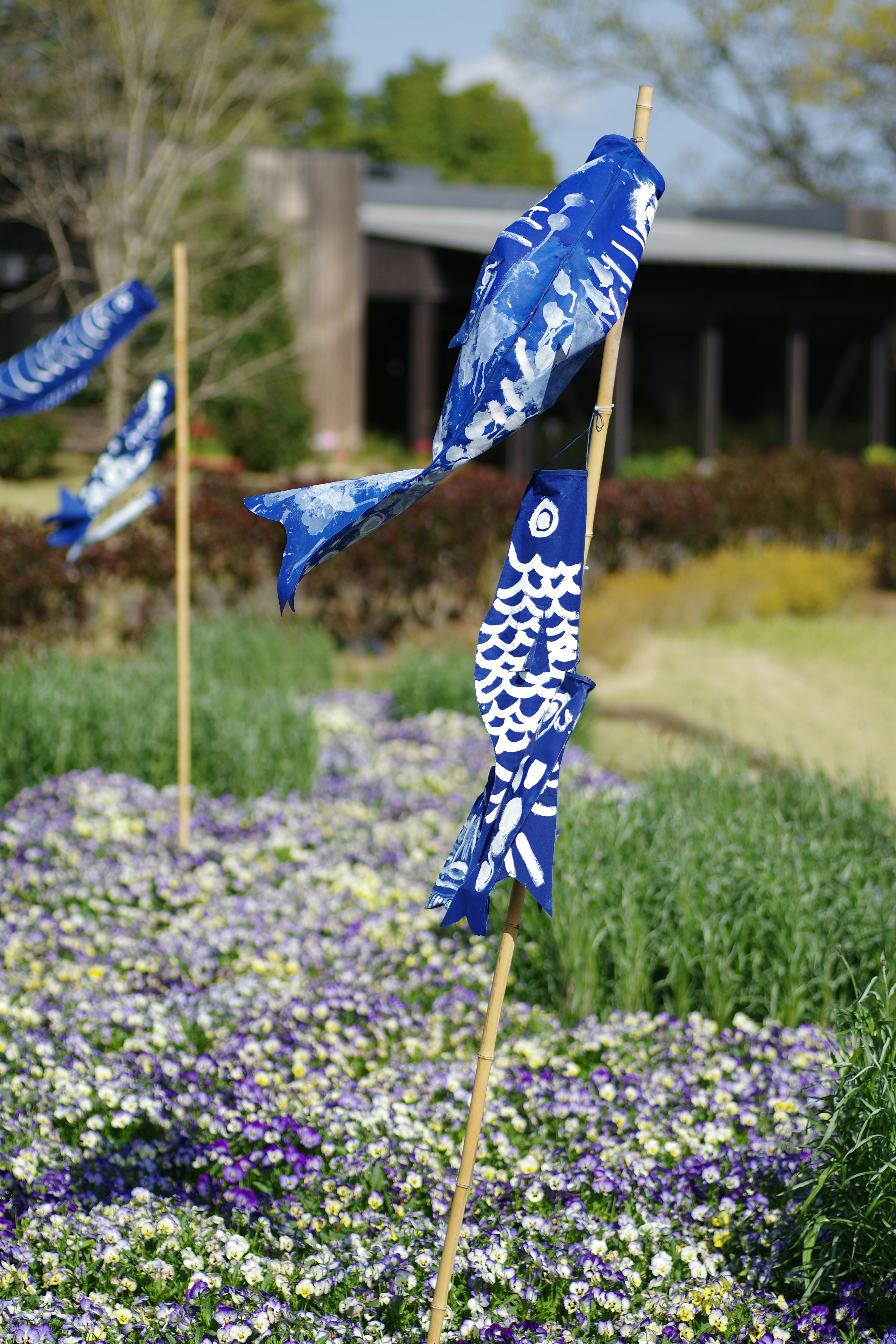 Blue Koi Windsocks Flutter Over a Blooming Garden Bed