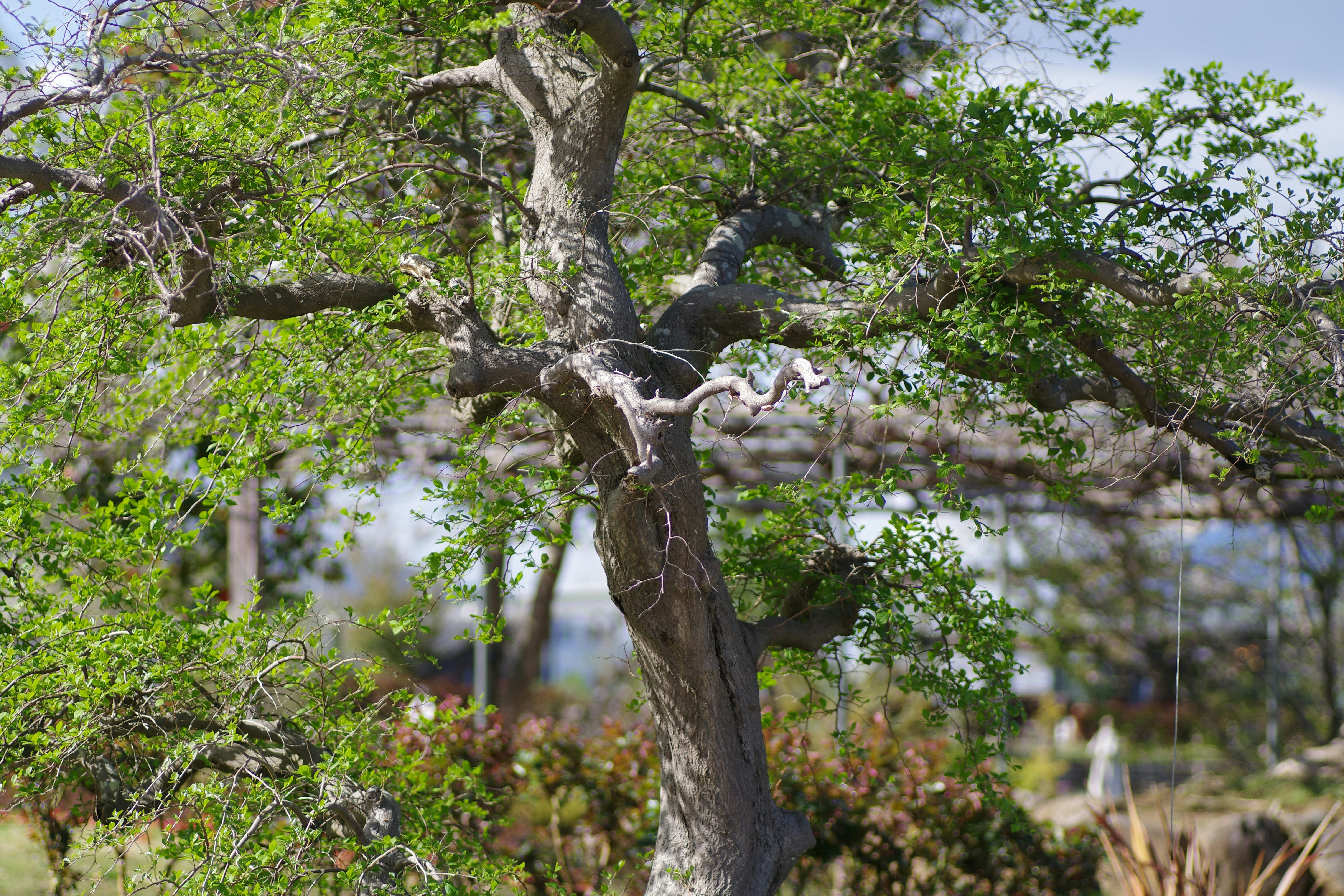 Twisted Trunk in Spring Dapple: A Quiet Garden Tree