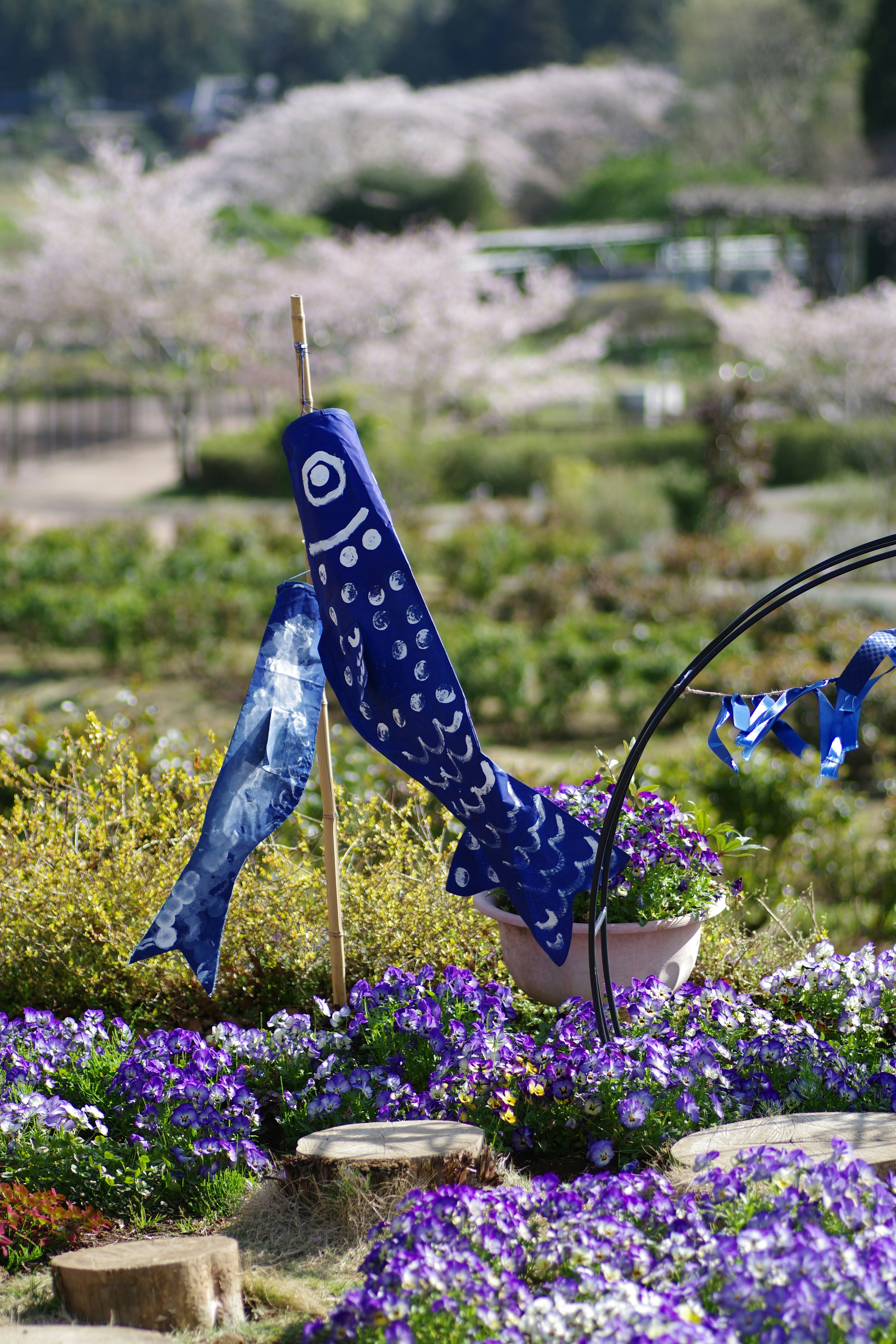 Blue koi windsock among spring blossoms