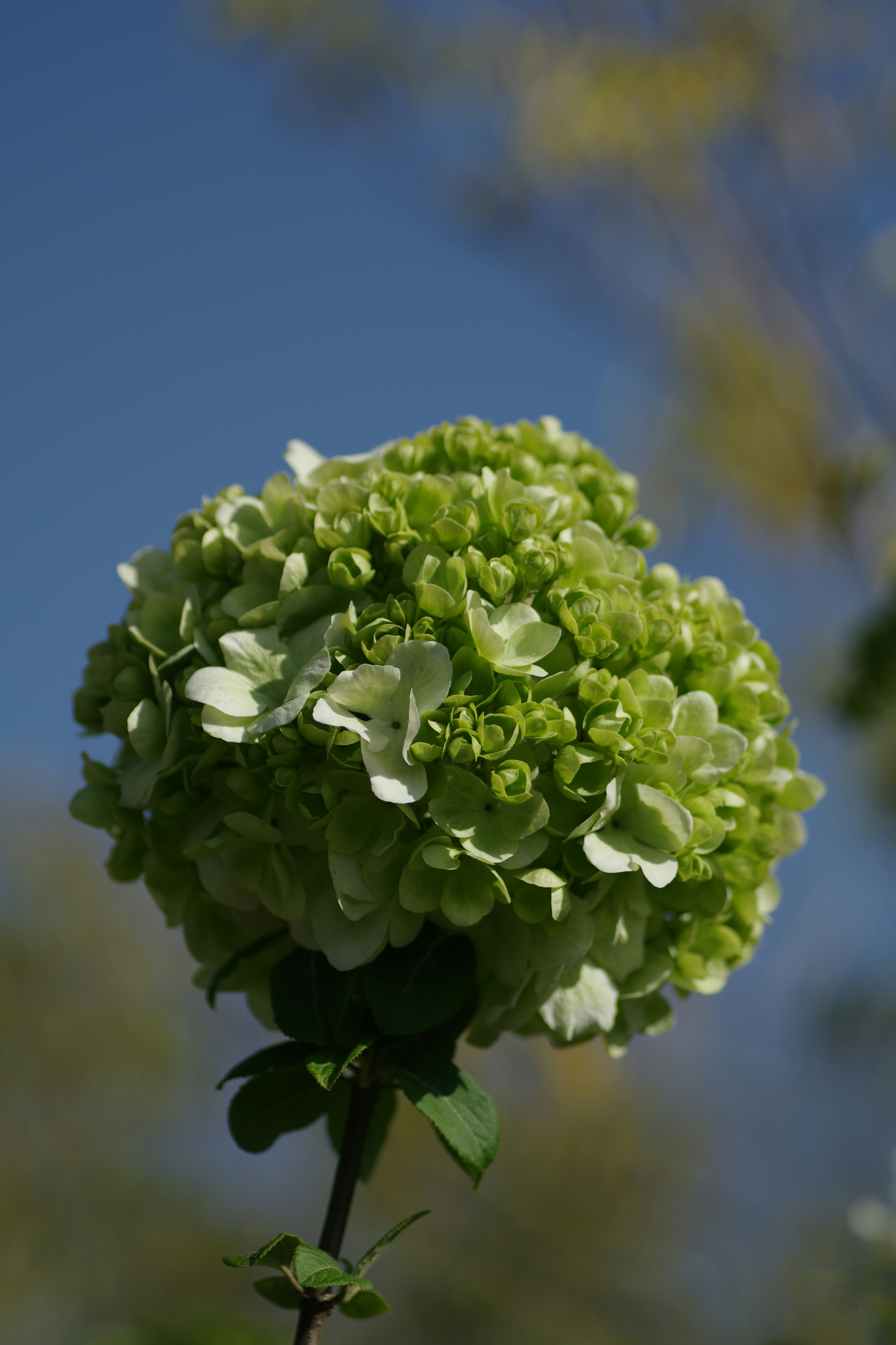 Sunlit Green Hydrangea Dome Against a Quiet Azure Sky