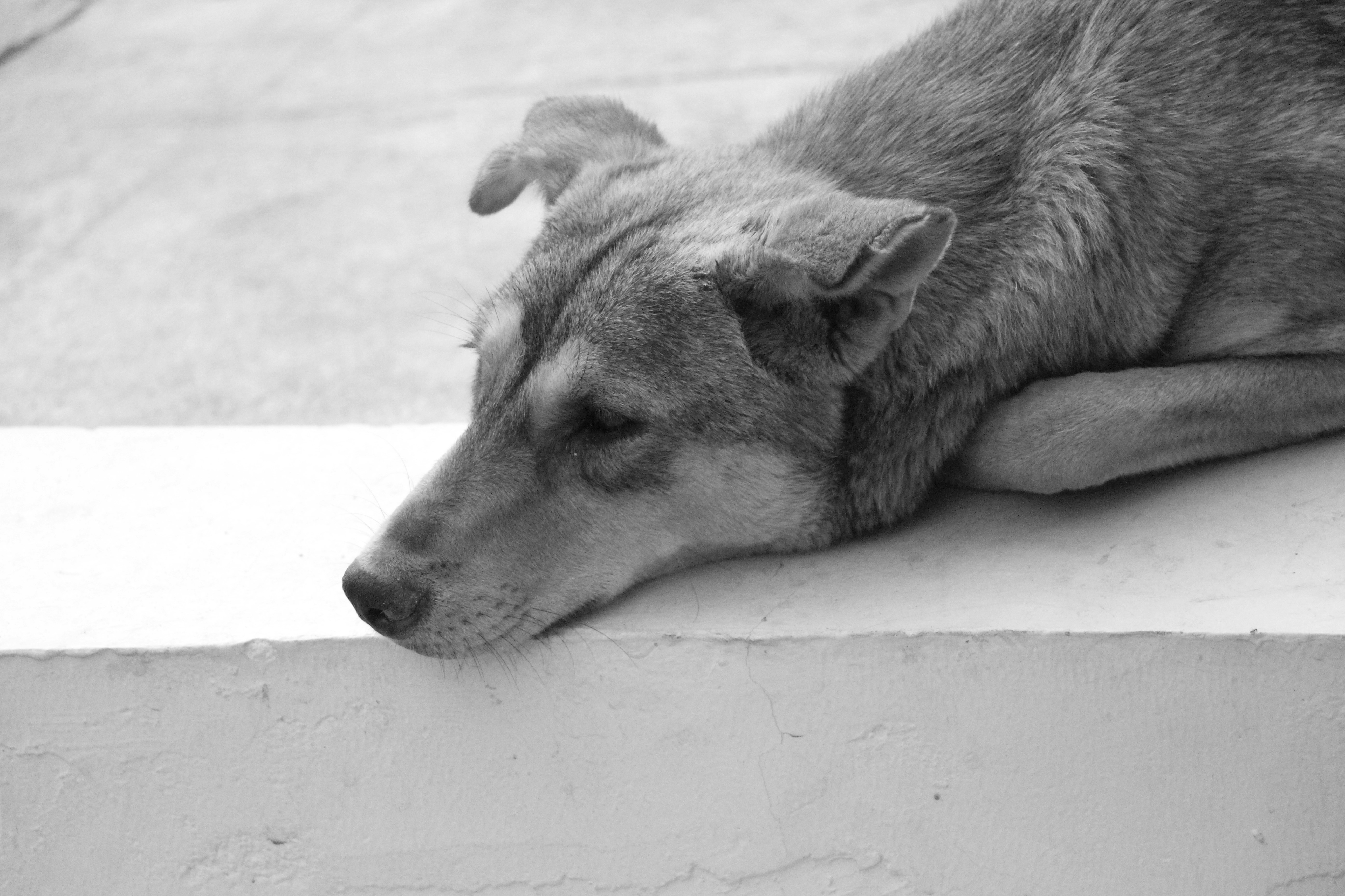 Ledge-Side Reverie: a Dog in Quiet Repose