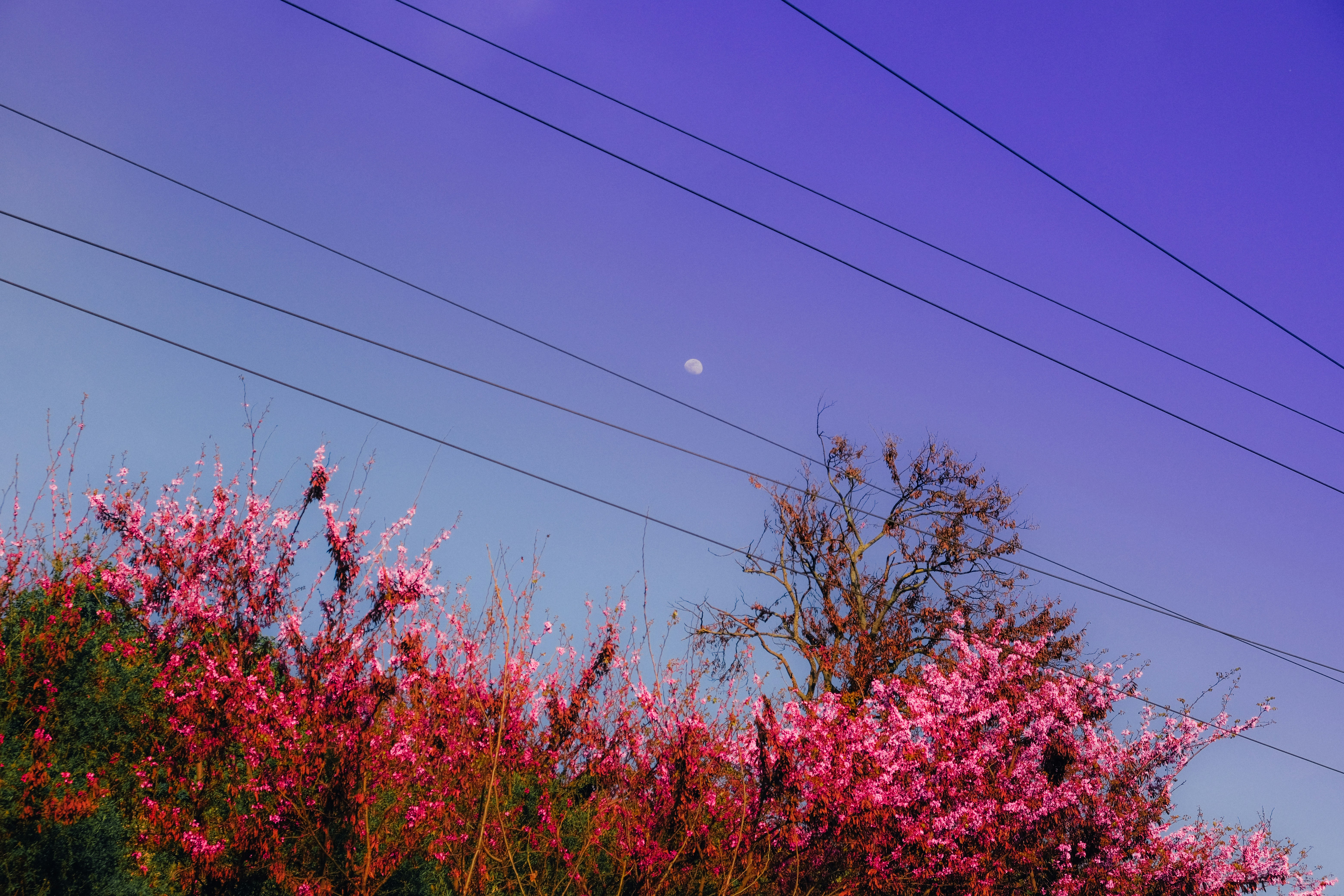 Moon over a Blossom-Draped Skyline: Spring Color Framed by Overhead Wires