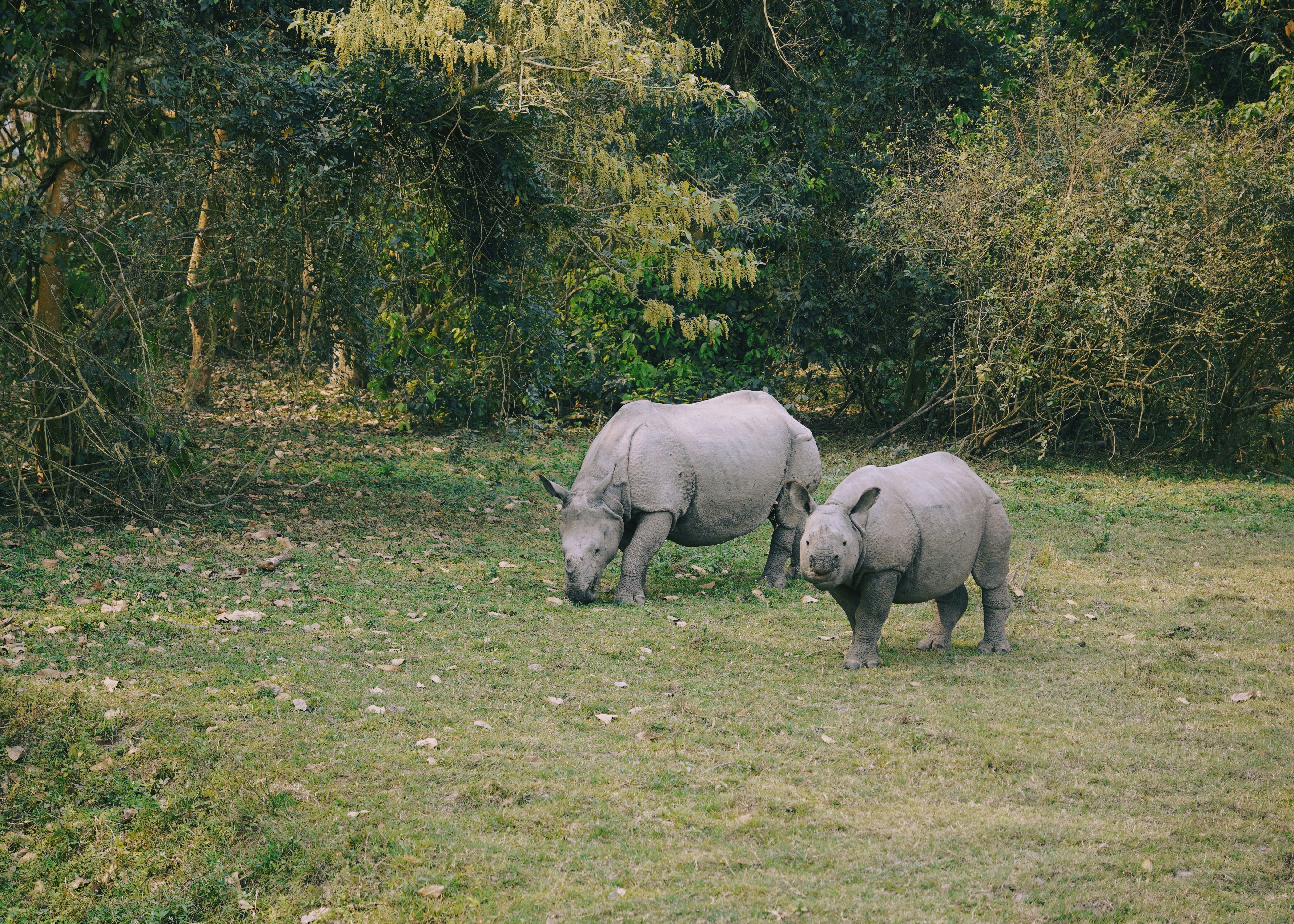 15 Amazing Facts About Rhinos You Probably Did Not Know - Animals ...