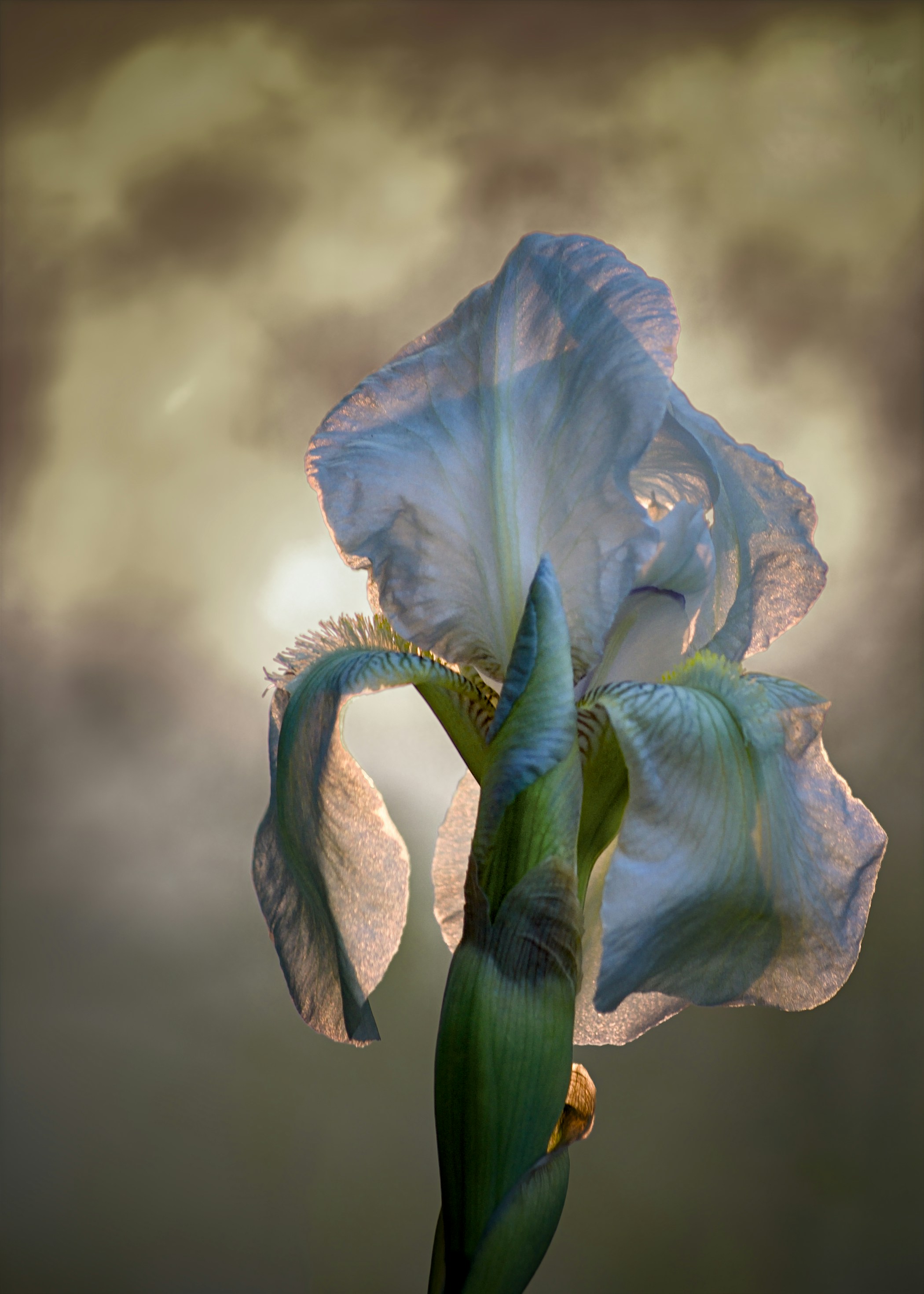 Dawnlit Iris: Translucent Petals and a Soft Backlight