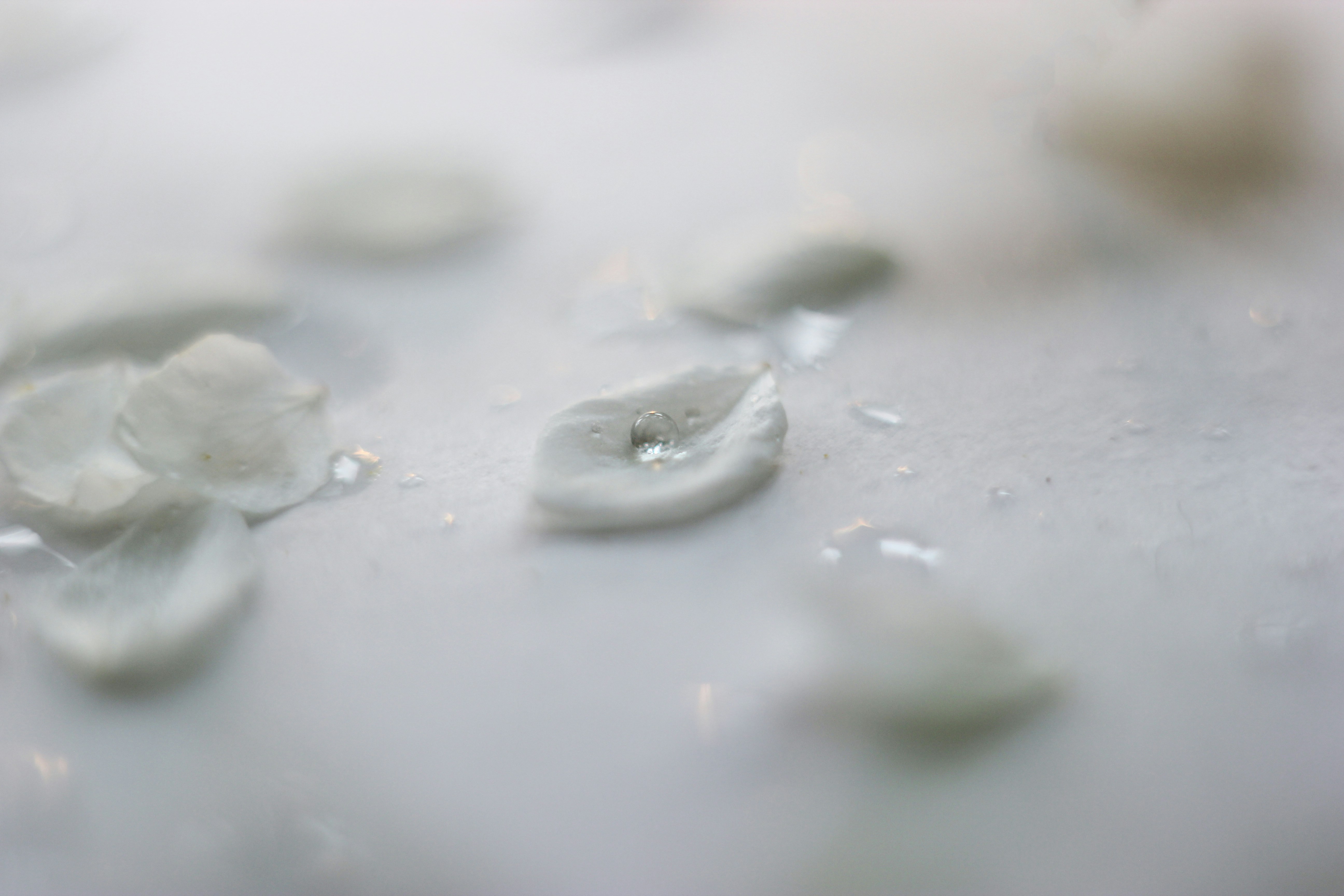 White, shell-like objects rest on a smooth surface. photo – Free White ...