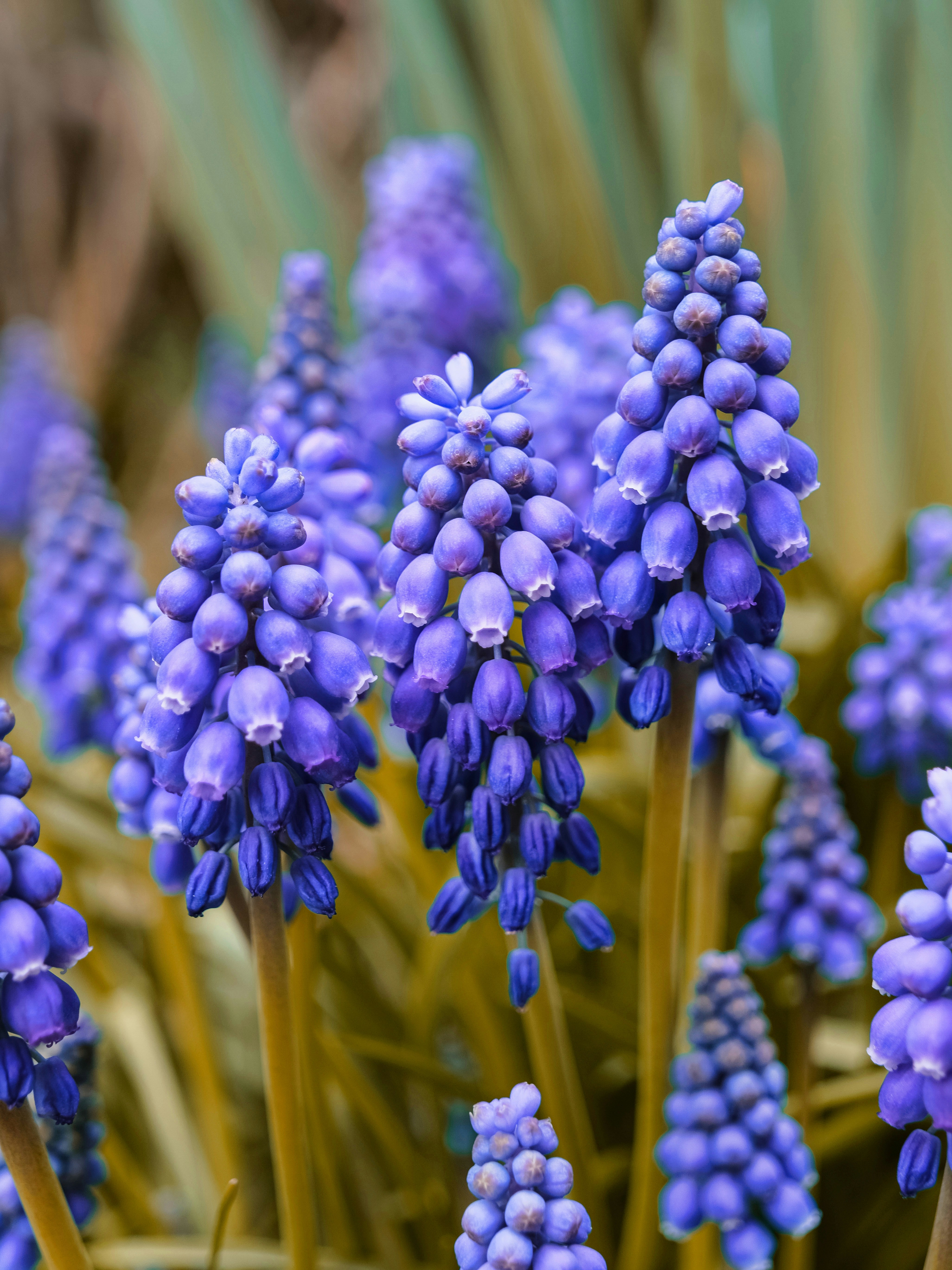 Purple grape hyacinth flowers blooming in the garden. photo – Free ...