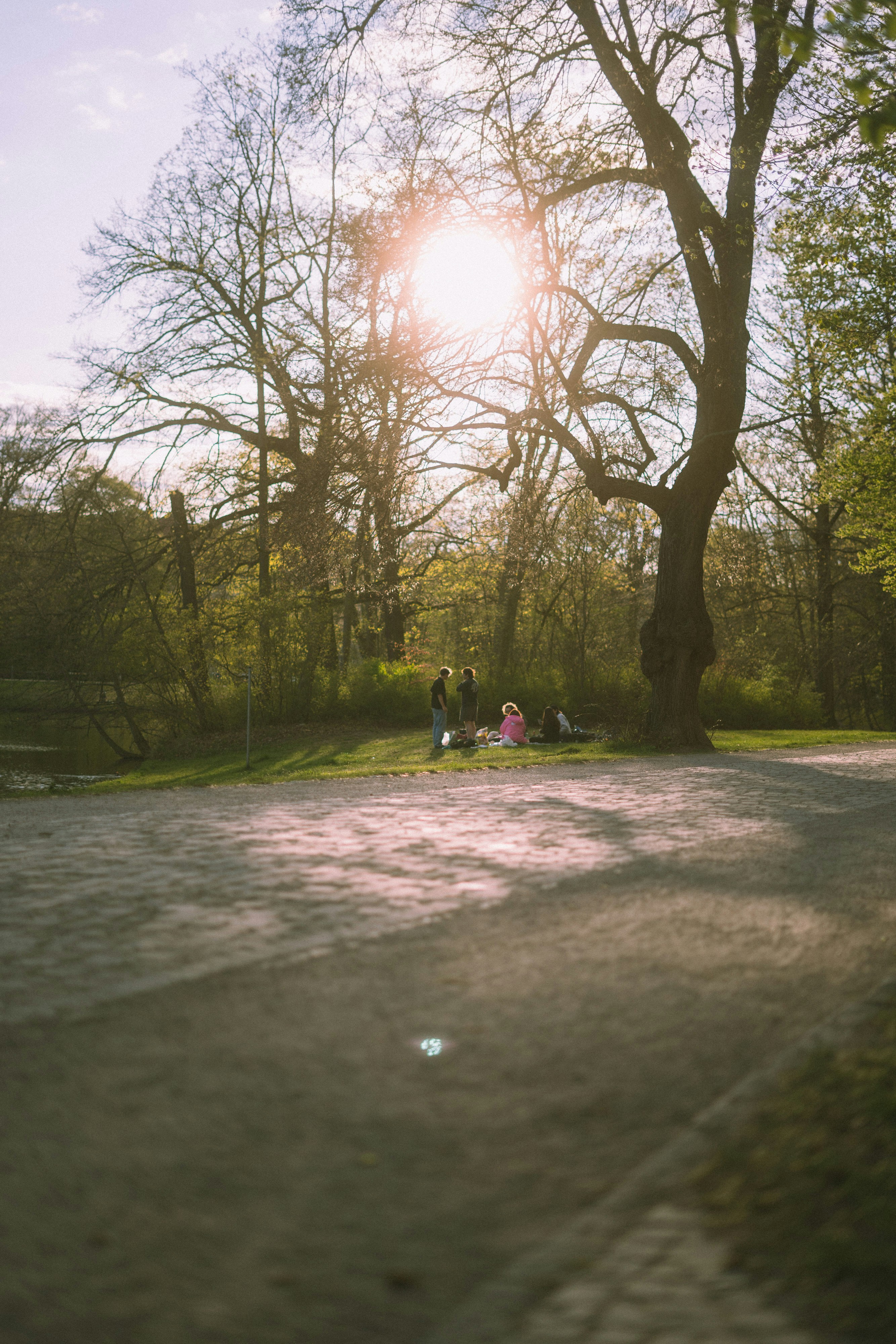 Sunlit Gathering Under the Ancient Tree