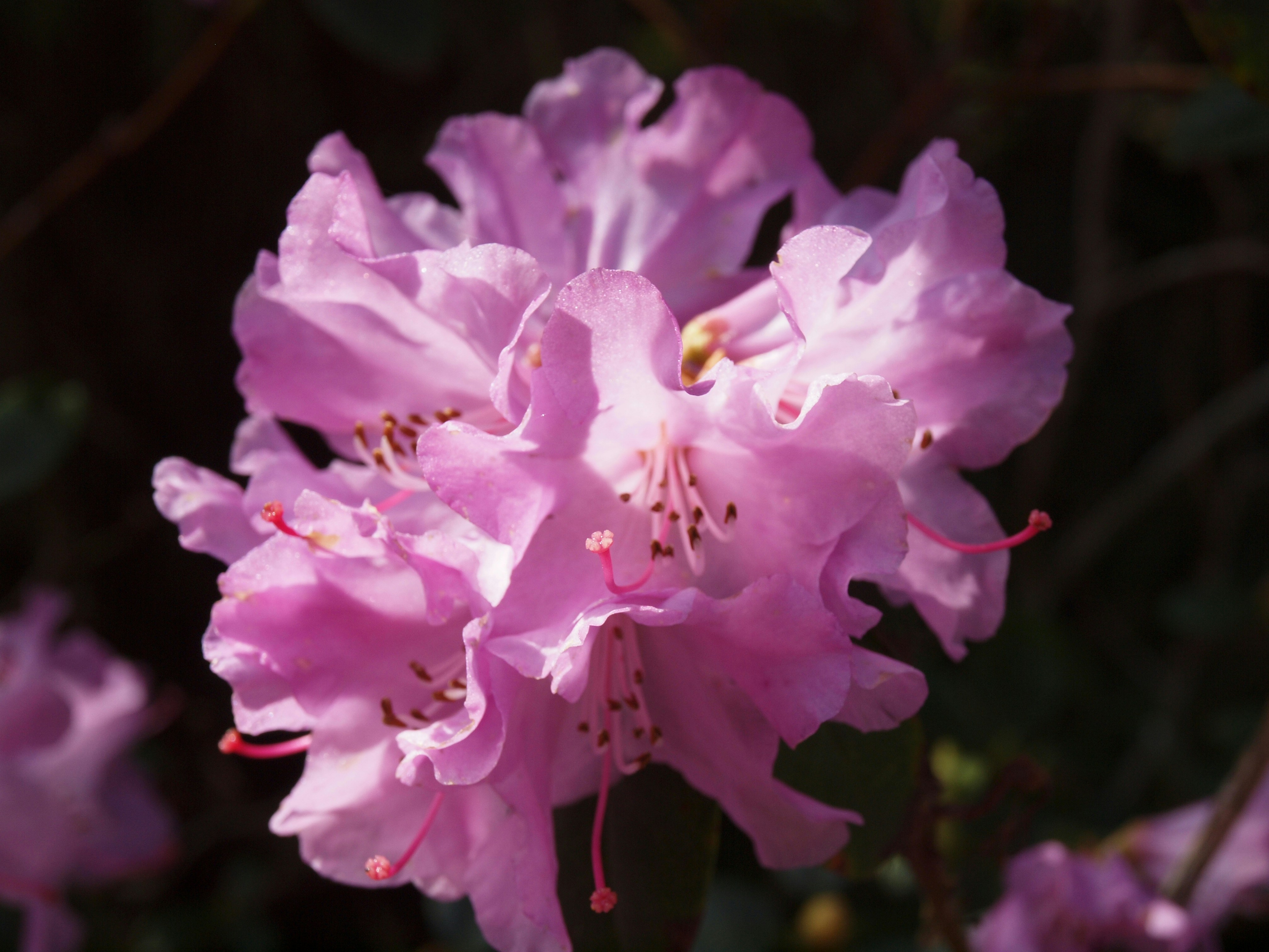 El rododendro rosado florece maravillosamente a la luz del sol. foto ...