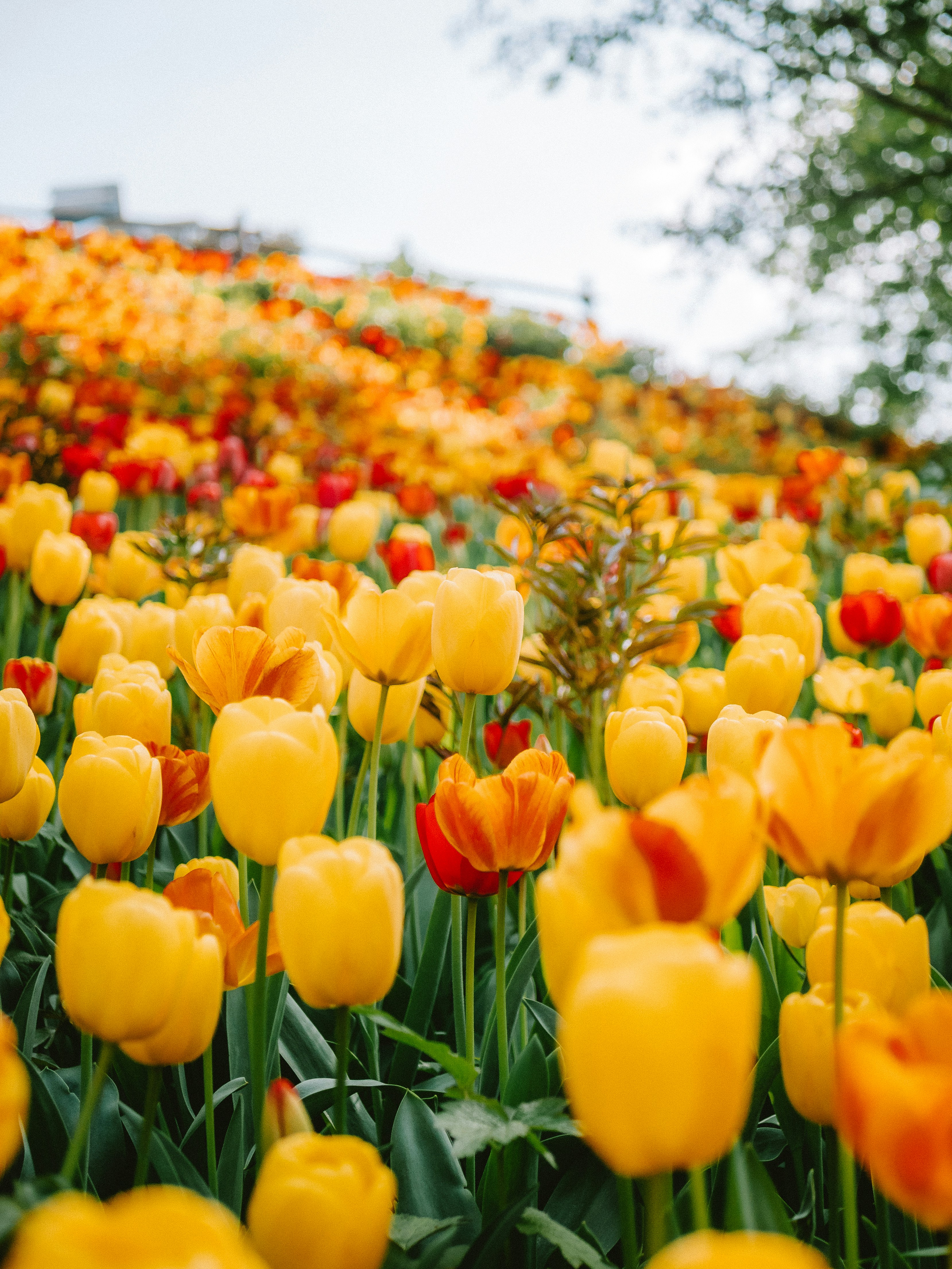 Sunlit Tulip Field: A Quiet Sea of Yellow Petals