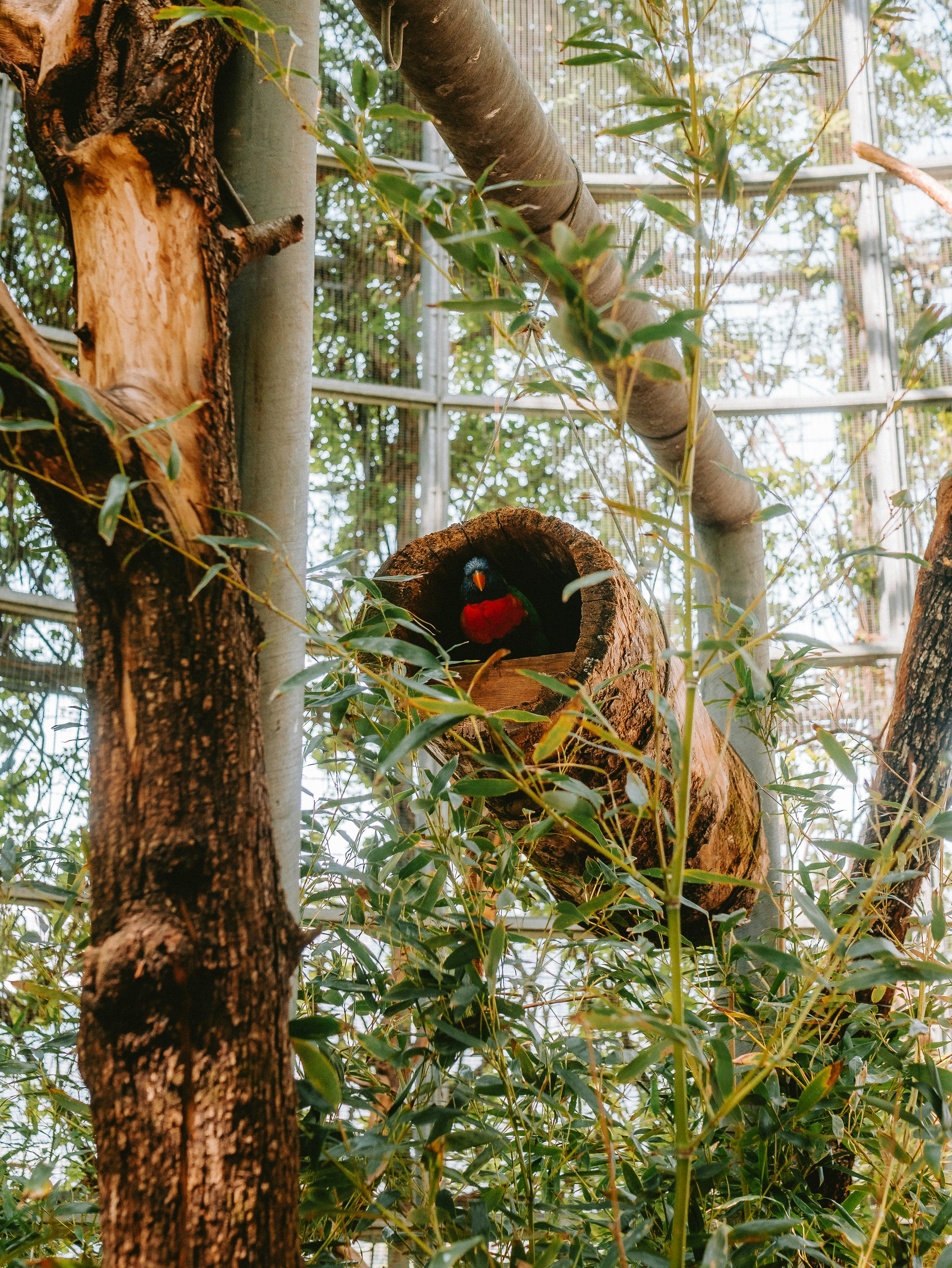 Red Beak in a Curved Nest: Life at the Edge of the Glasshouse