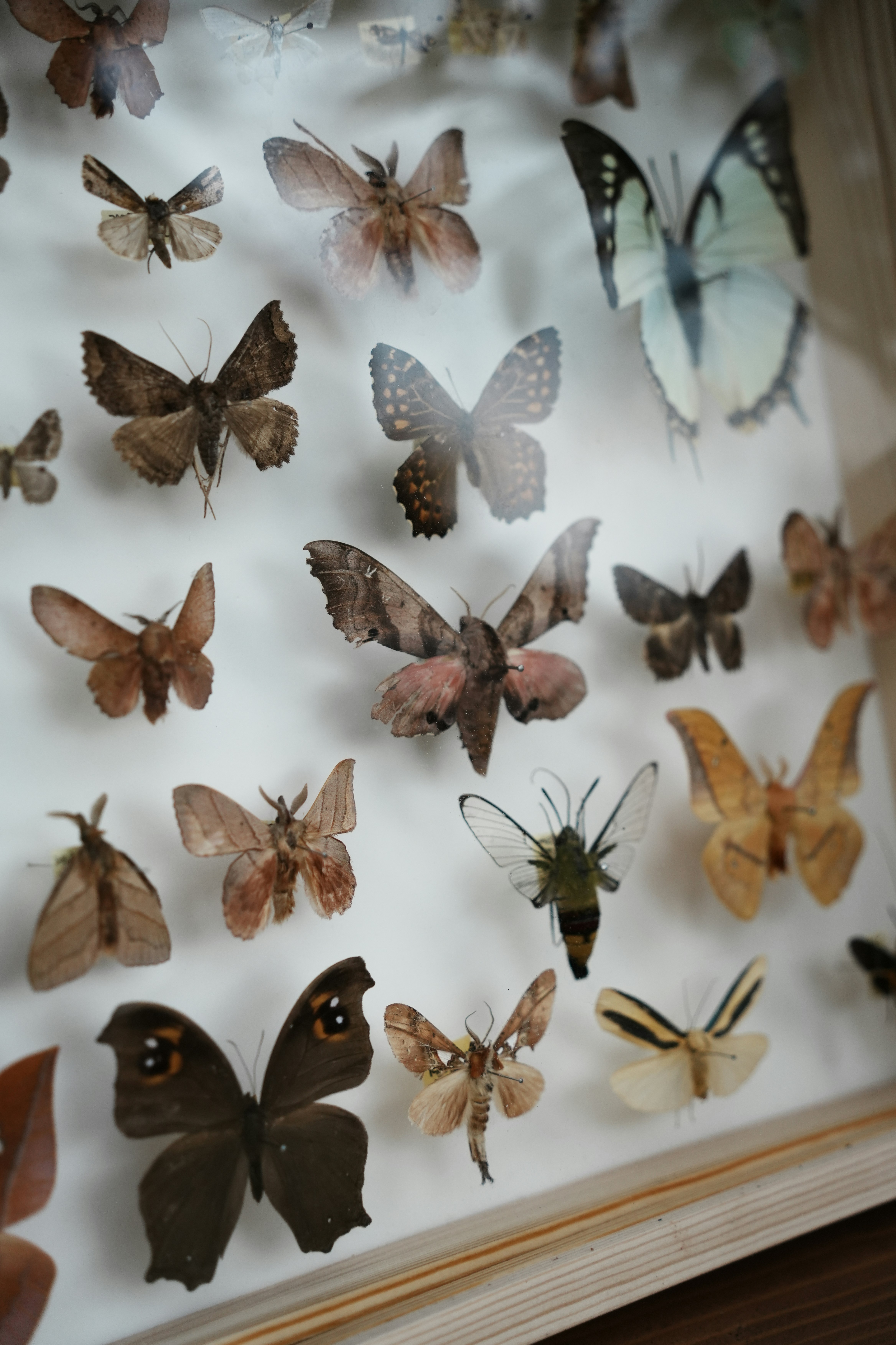 A collection of dried butterflies is displayed in a case. photo – Free ...