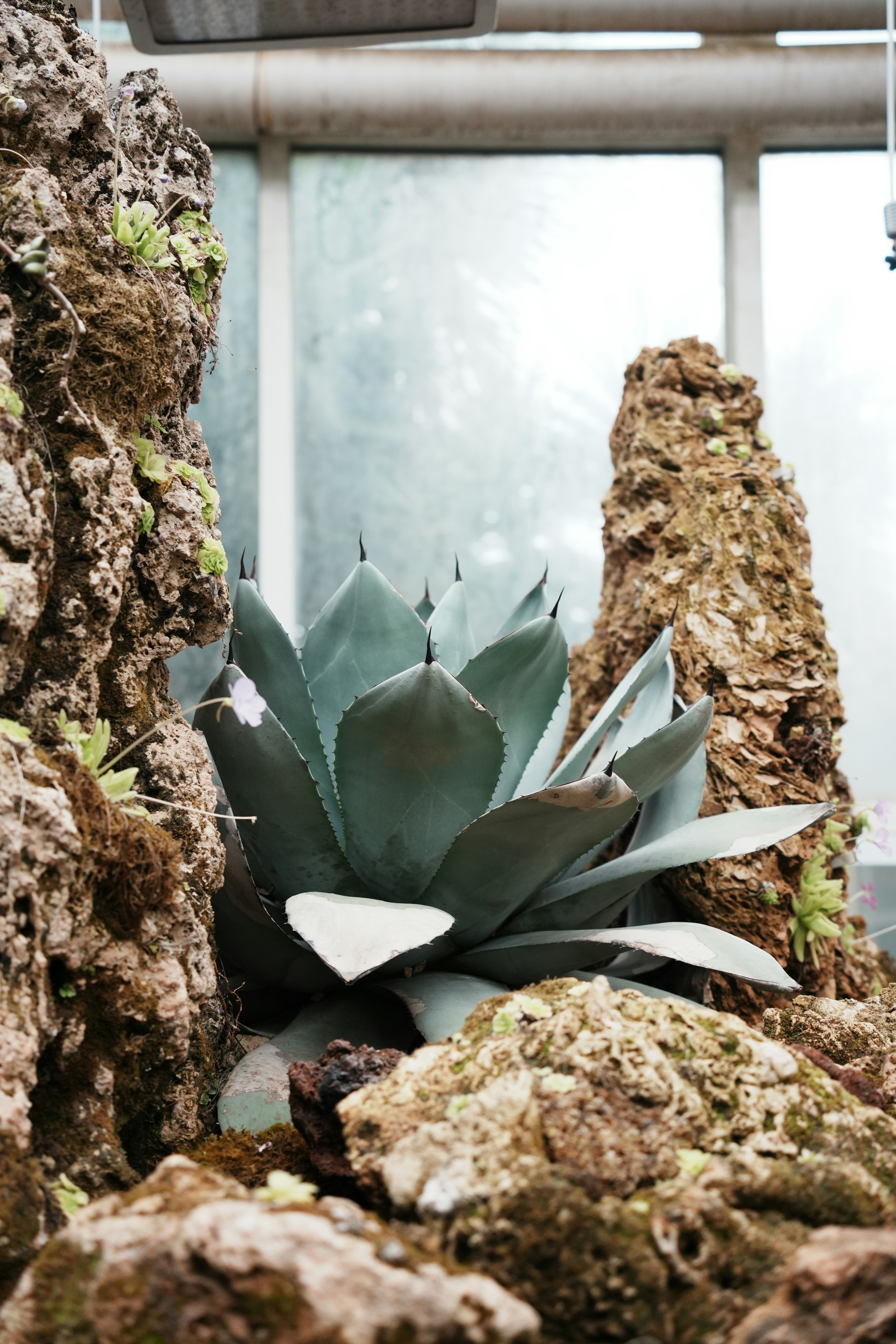 Desert Rosette in a Glasshouse: A Succulent Among Weathered Rocks