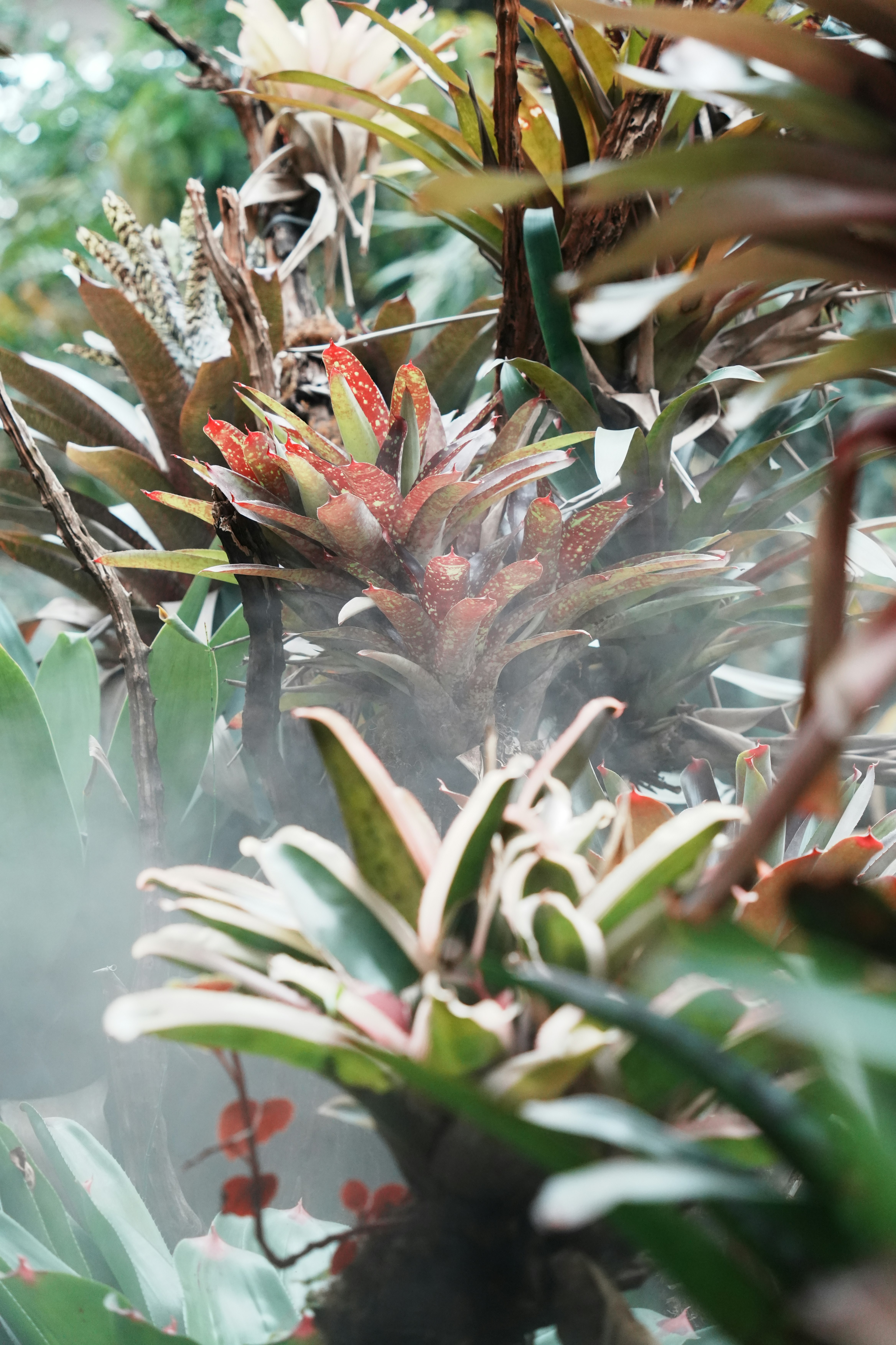 Emerald Ferns and Crimson Leaves in a Misty Tropic Understory